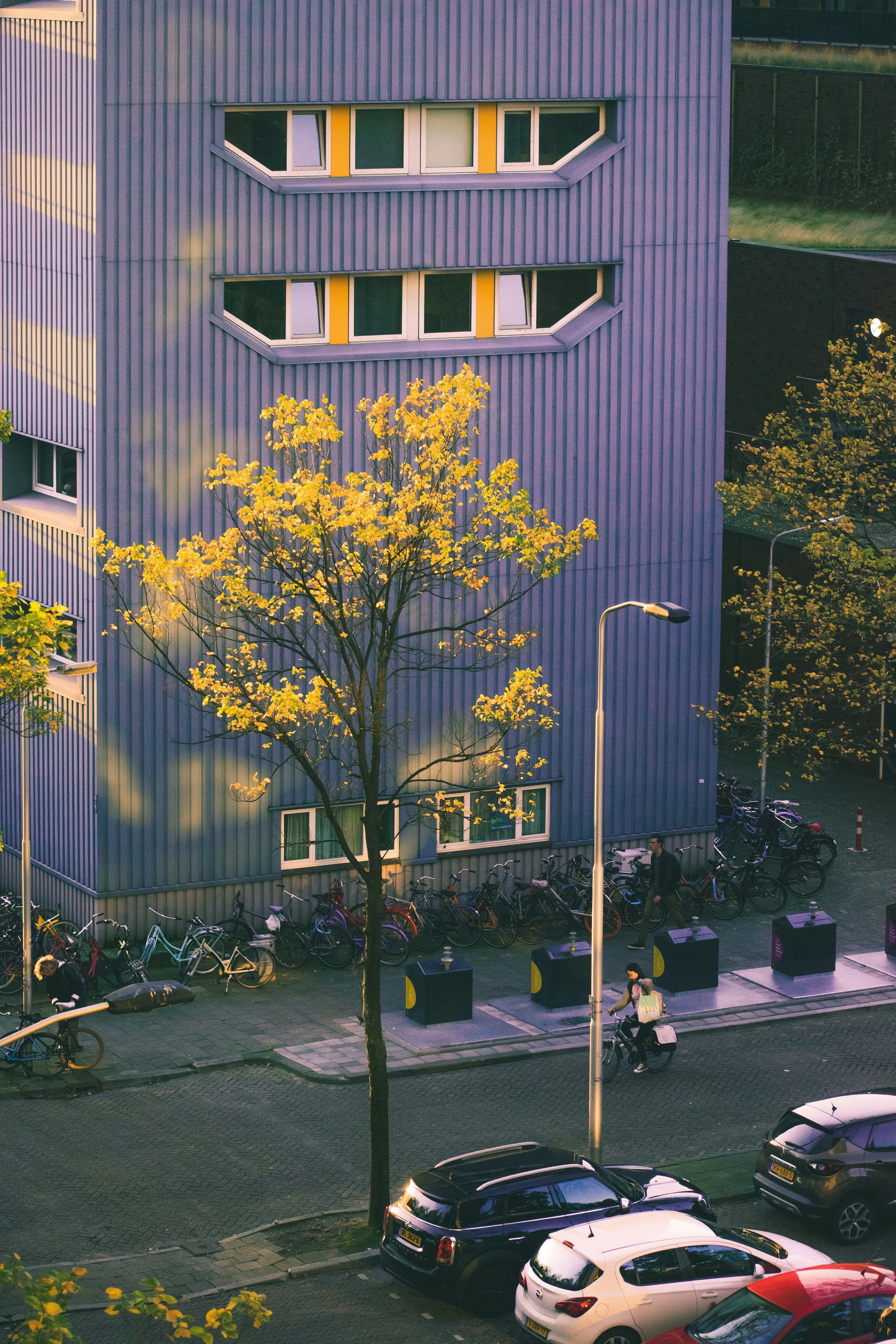 A modern building with colorful windows framed by a vibrant tree, surrounded by parked bicycles and cars. The scene captures the essence of urban life.