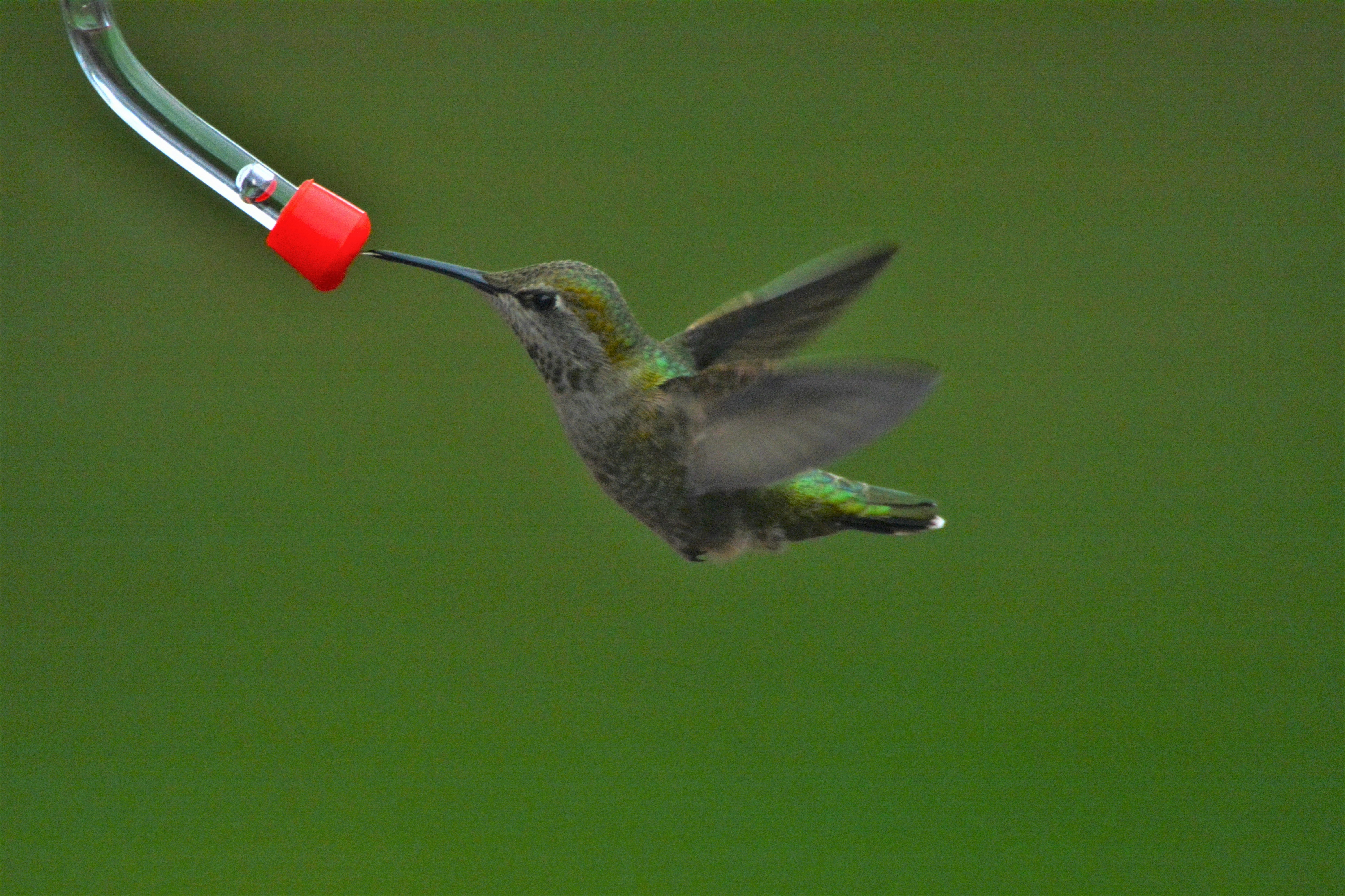 Emerald Hummingbird in Flight at a Red Nectar Feeder