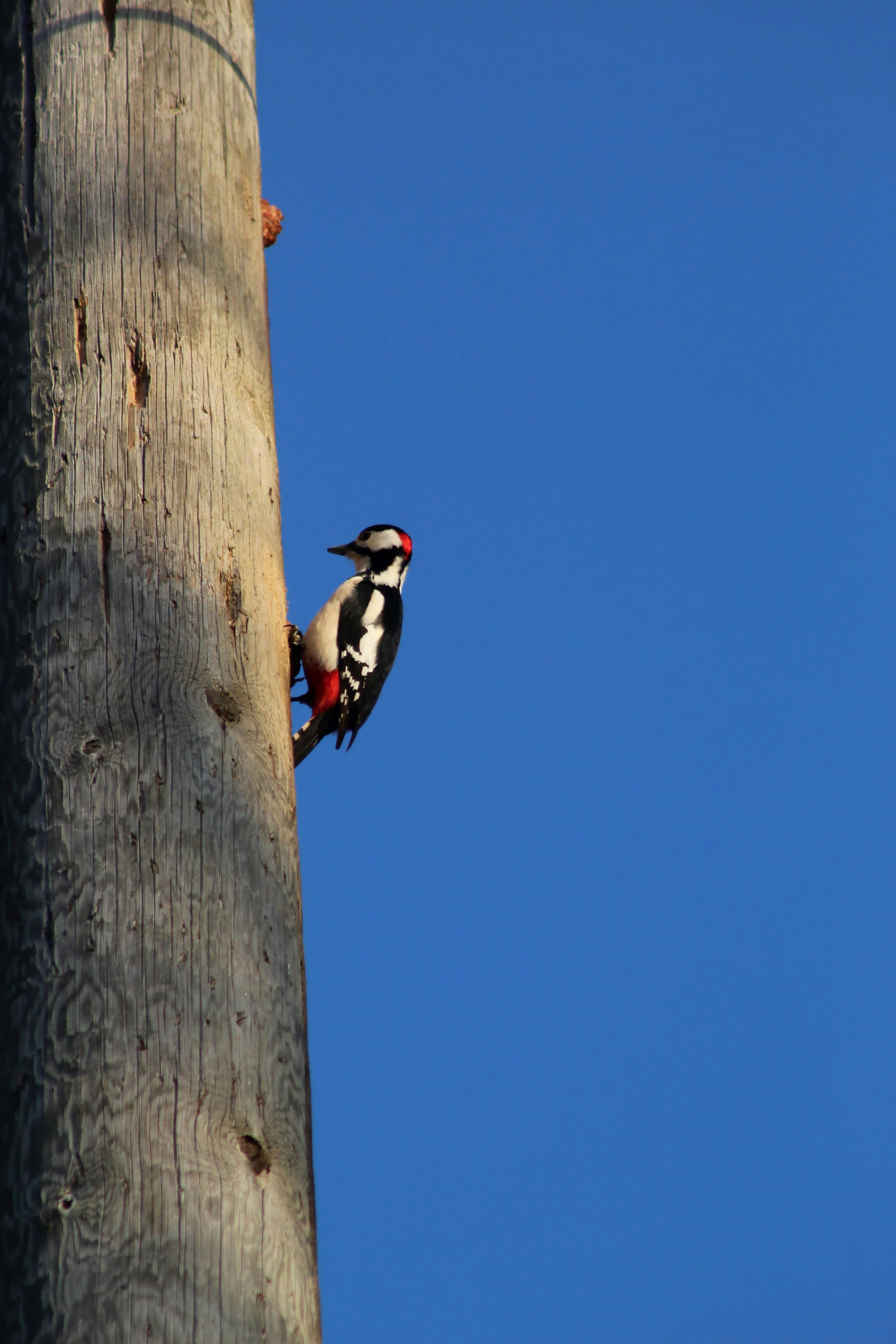 A woodpecker clings to a wooden pole against a clear blue sky, showcasing its vibrant plumage and dynamic posture.