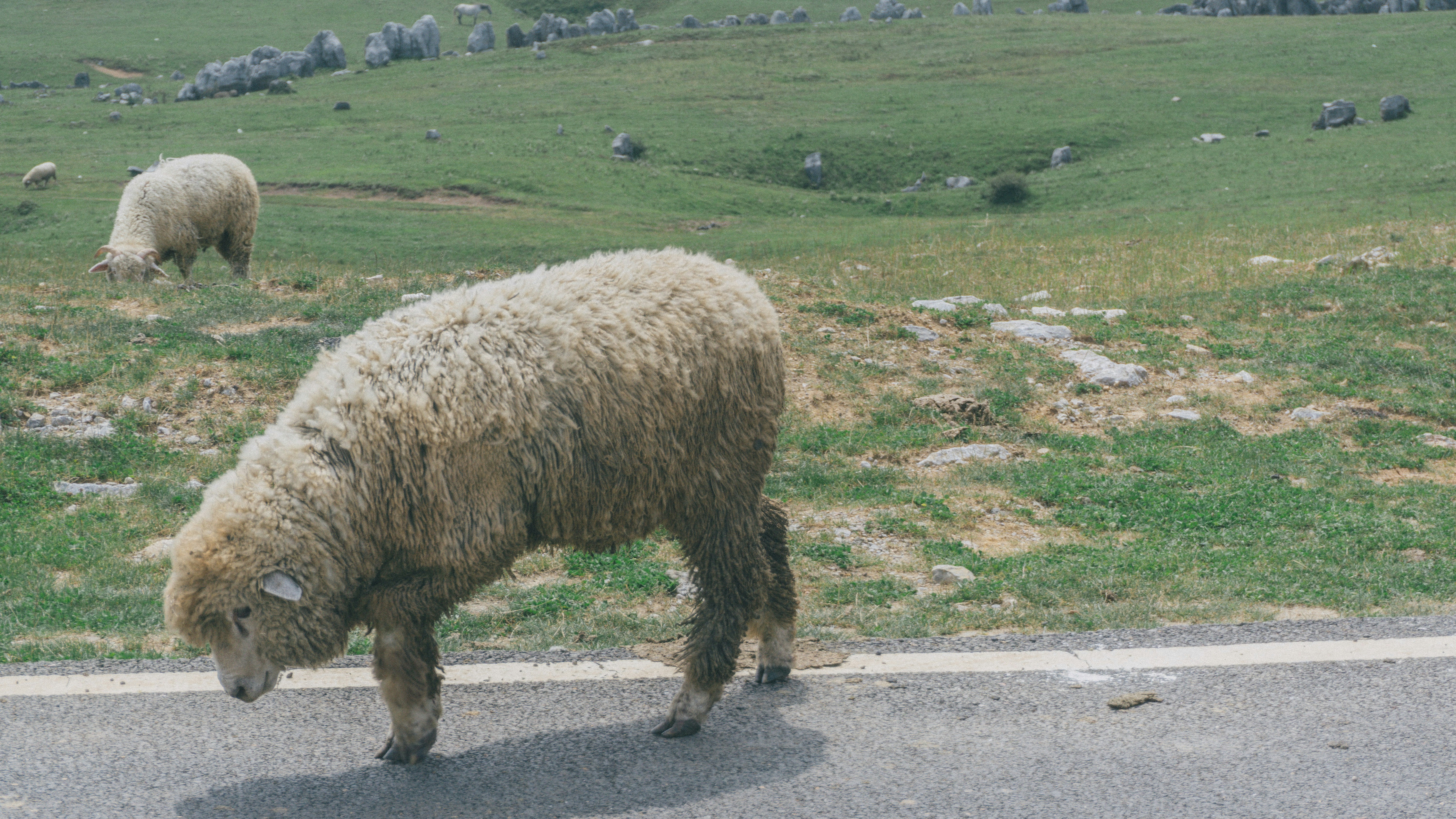 Pasture Edge: A Woolly Sentinel by the Roadside
