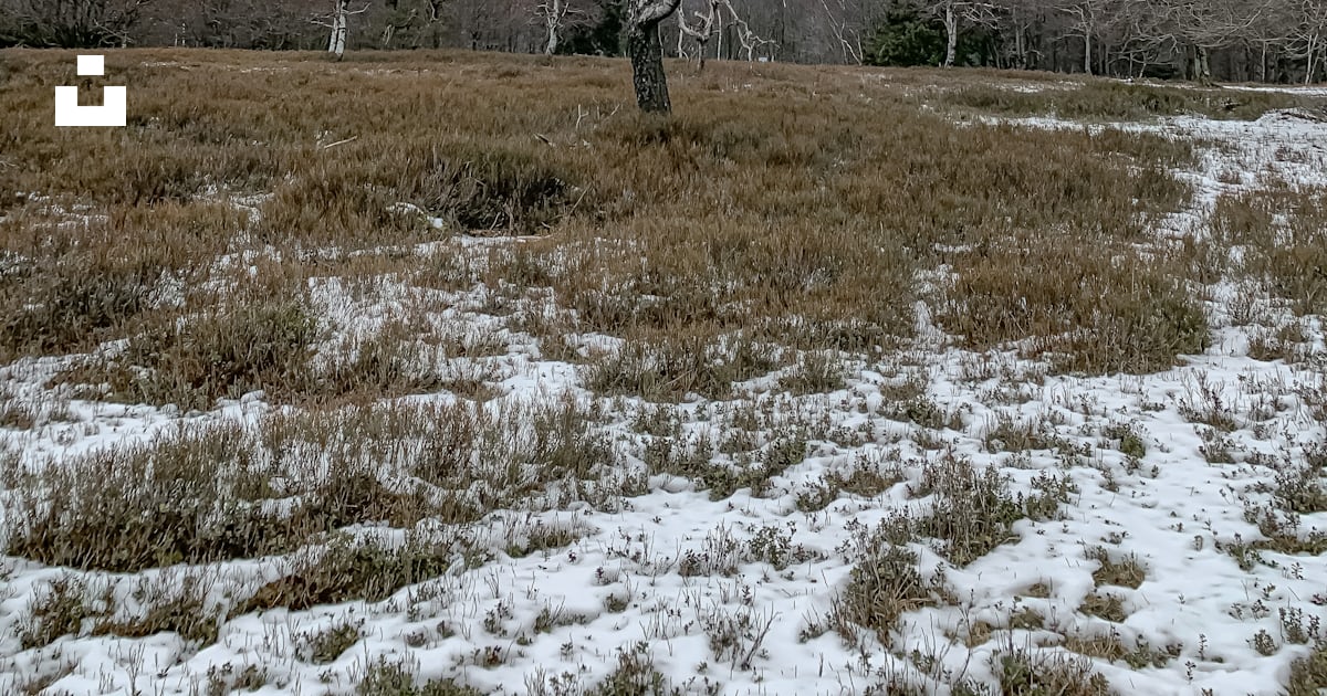 Leafless Trees On Green Grass Field Near River Under Cloudy Sky During