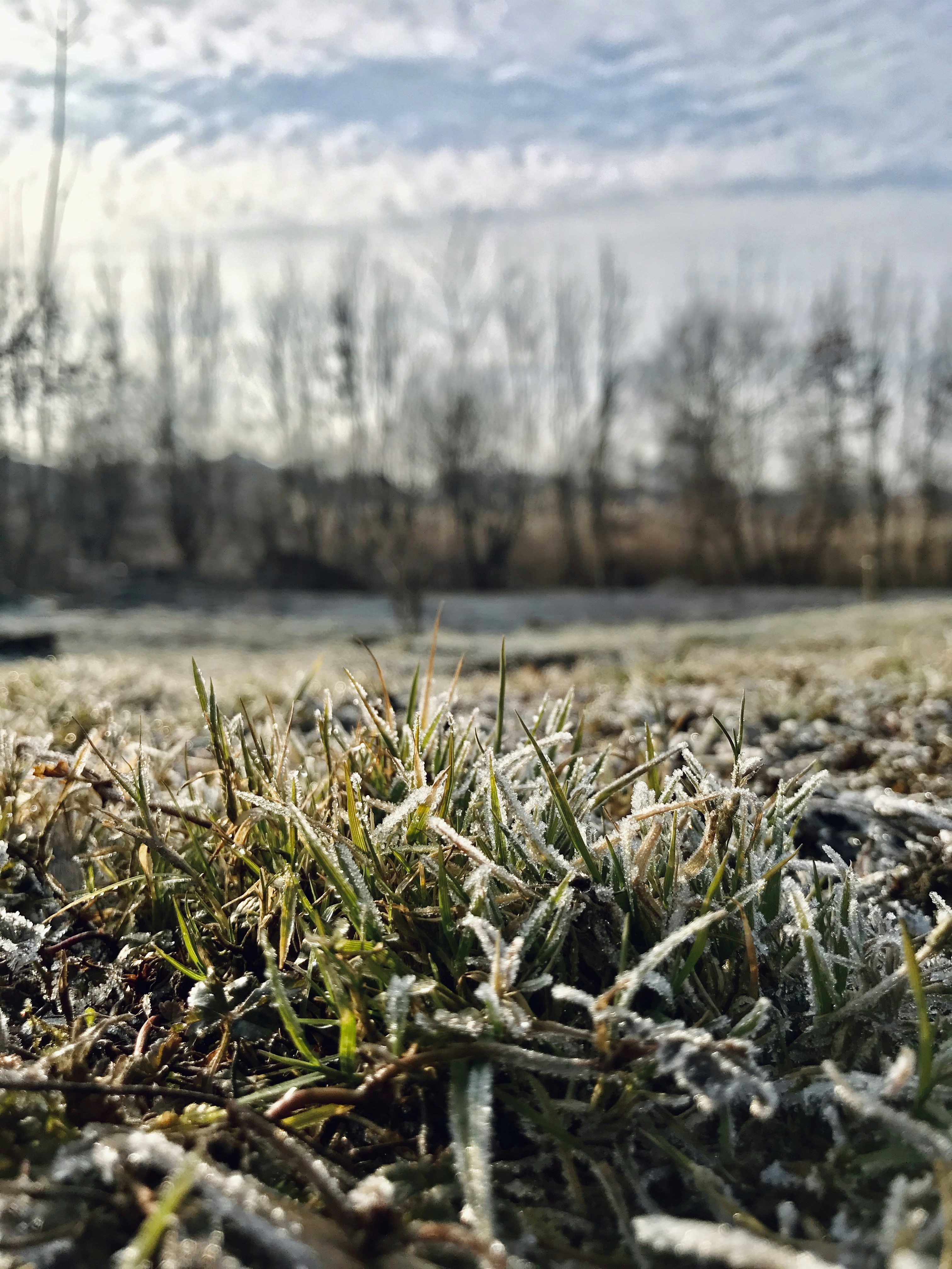 Frost-Kissed Meadow Blades in Morning Light