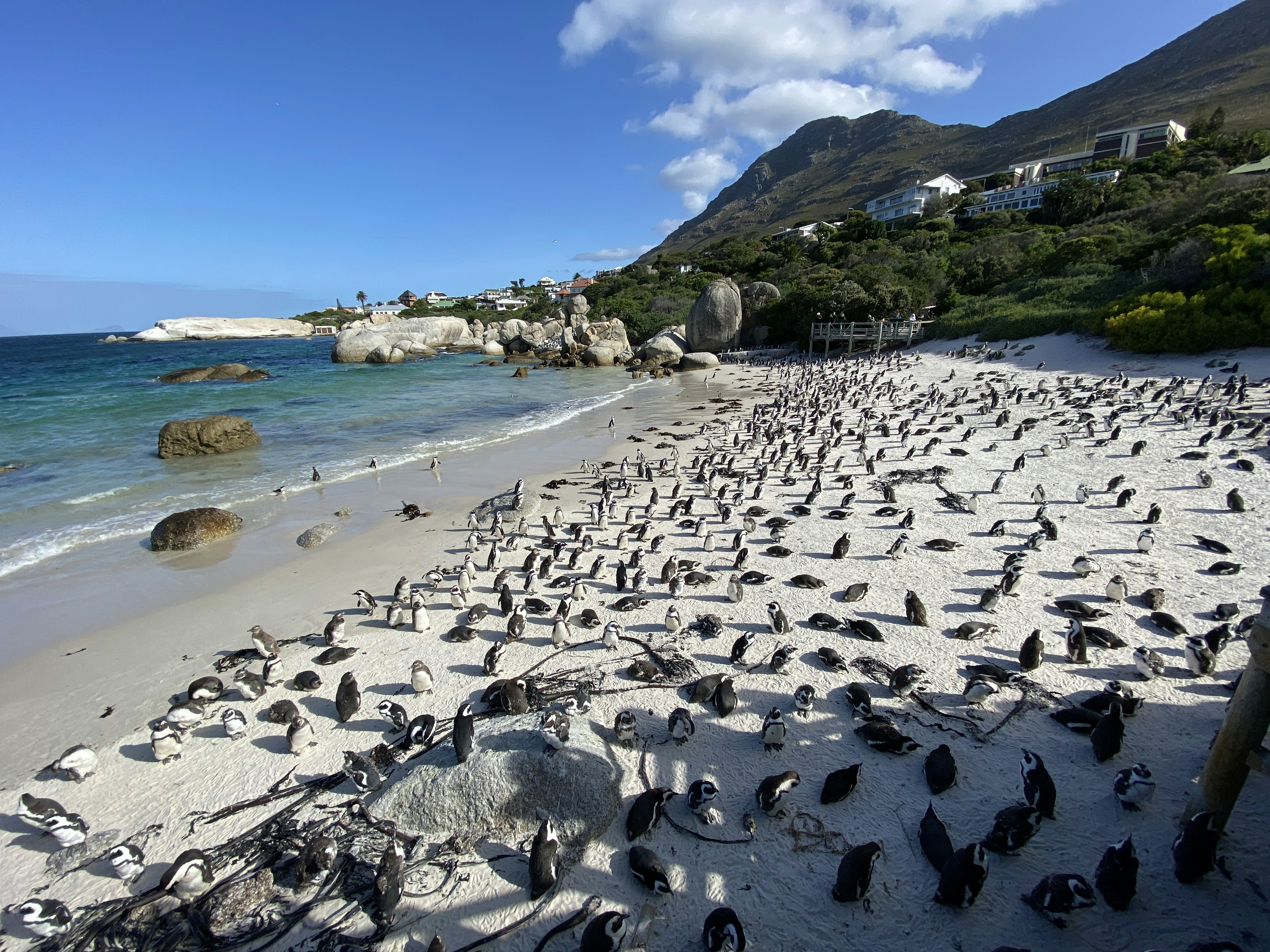 A lively scene of numerous penguins congregating on a sandy beach, with rocky formations and a distant mountain backdrop.