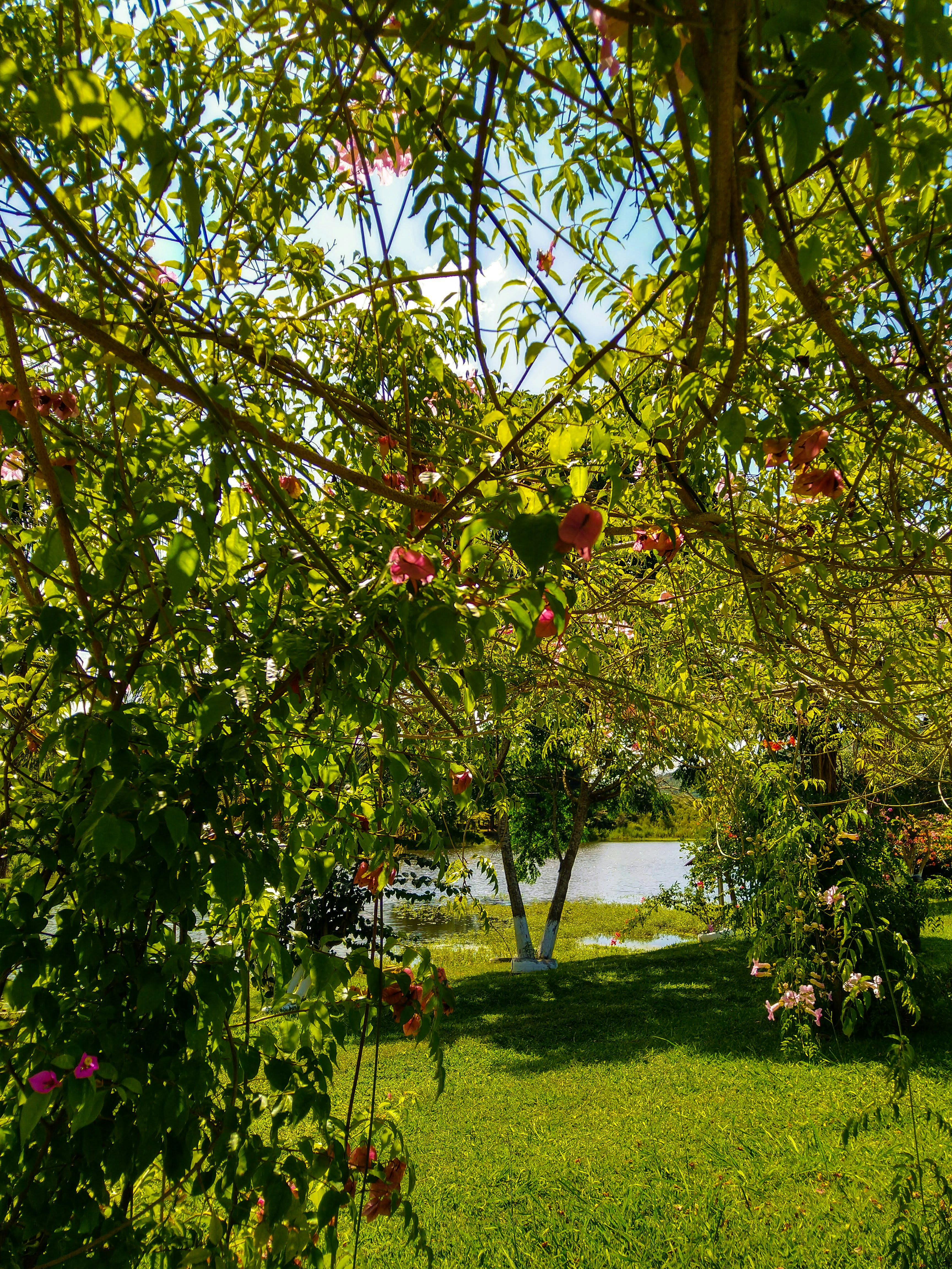 Sunlit arch covered in pink blossoms frames a tranquil lakeside clearing with lush grass and a distant tree by the water. A natural photograph capturing vibrant foliage and the soft background light.