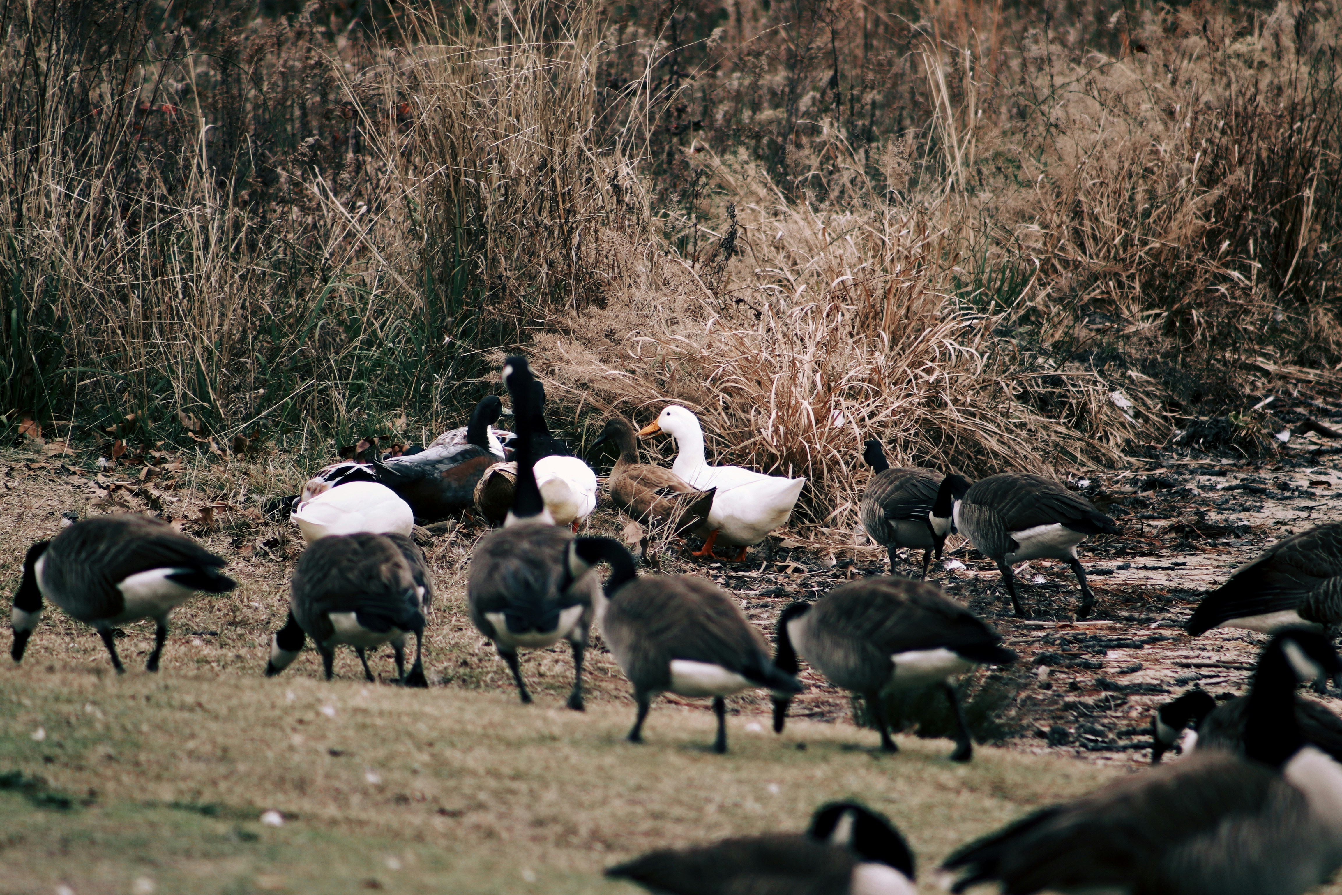 Grounded Chorus: A Flock of Waterfowl at Dusk