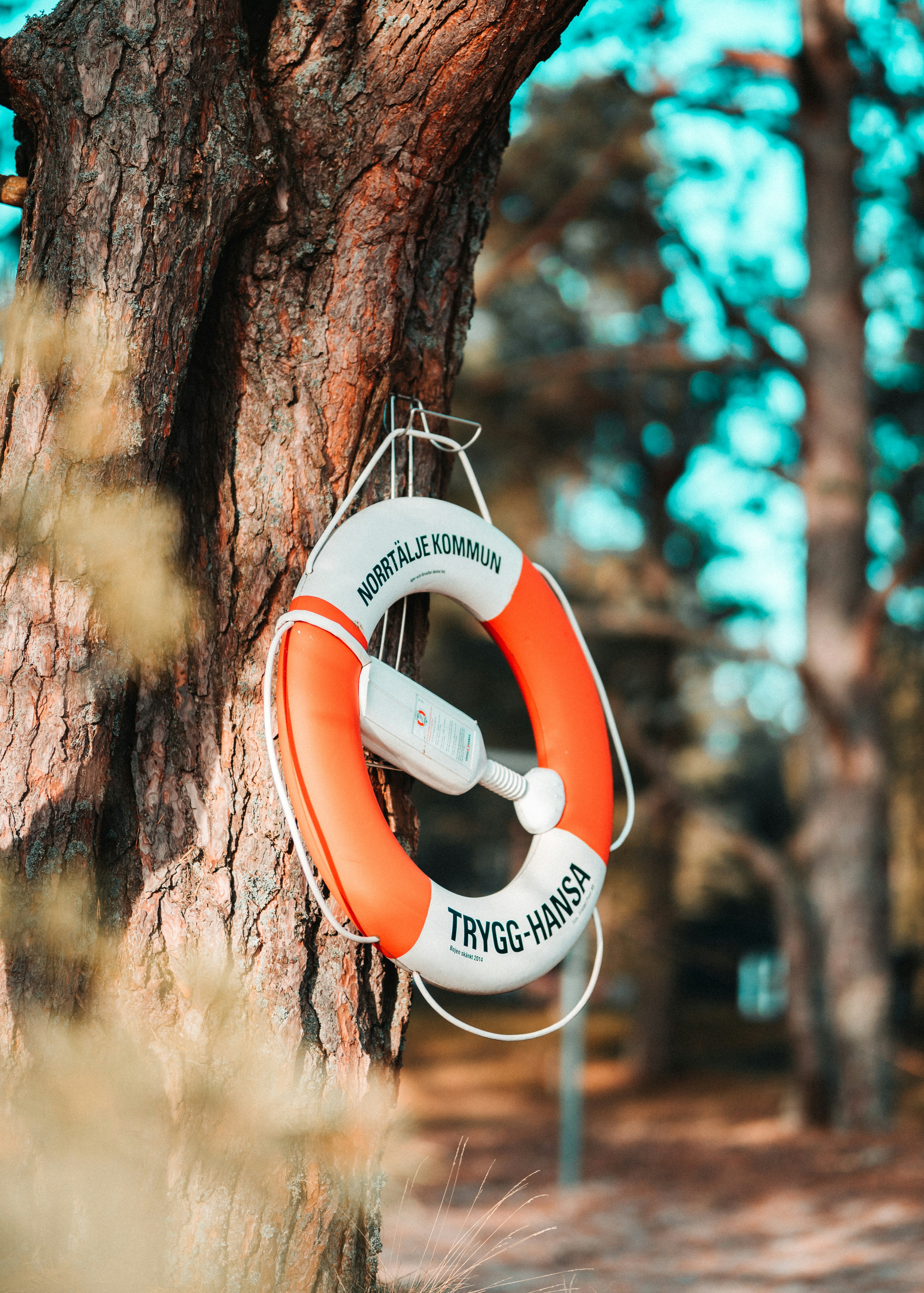 Life Ring on Pine: A Quiet Shore of Safety and Color