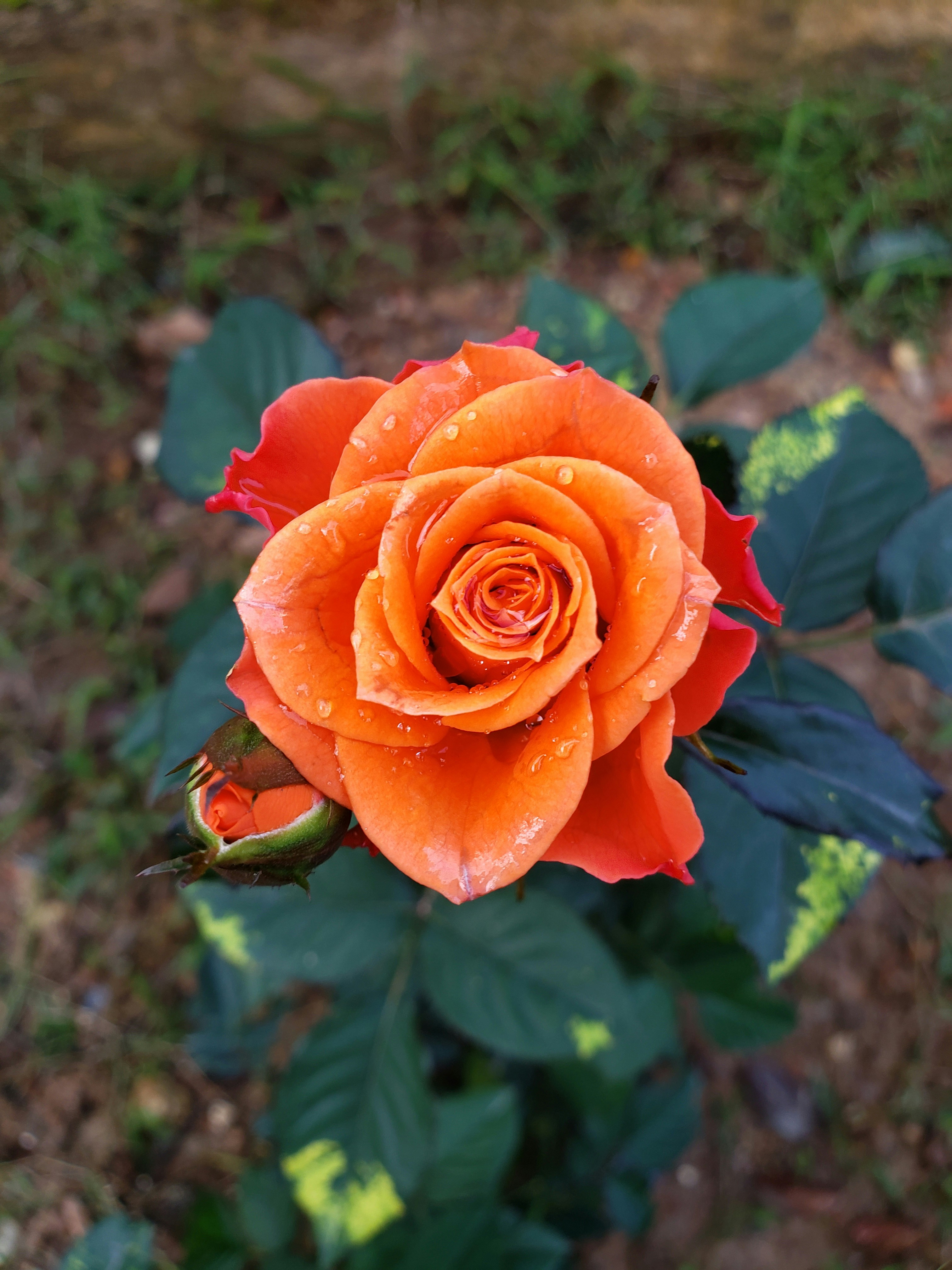 Orange Rose in Sharp Focus: Droplets Crown the Central Bloom