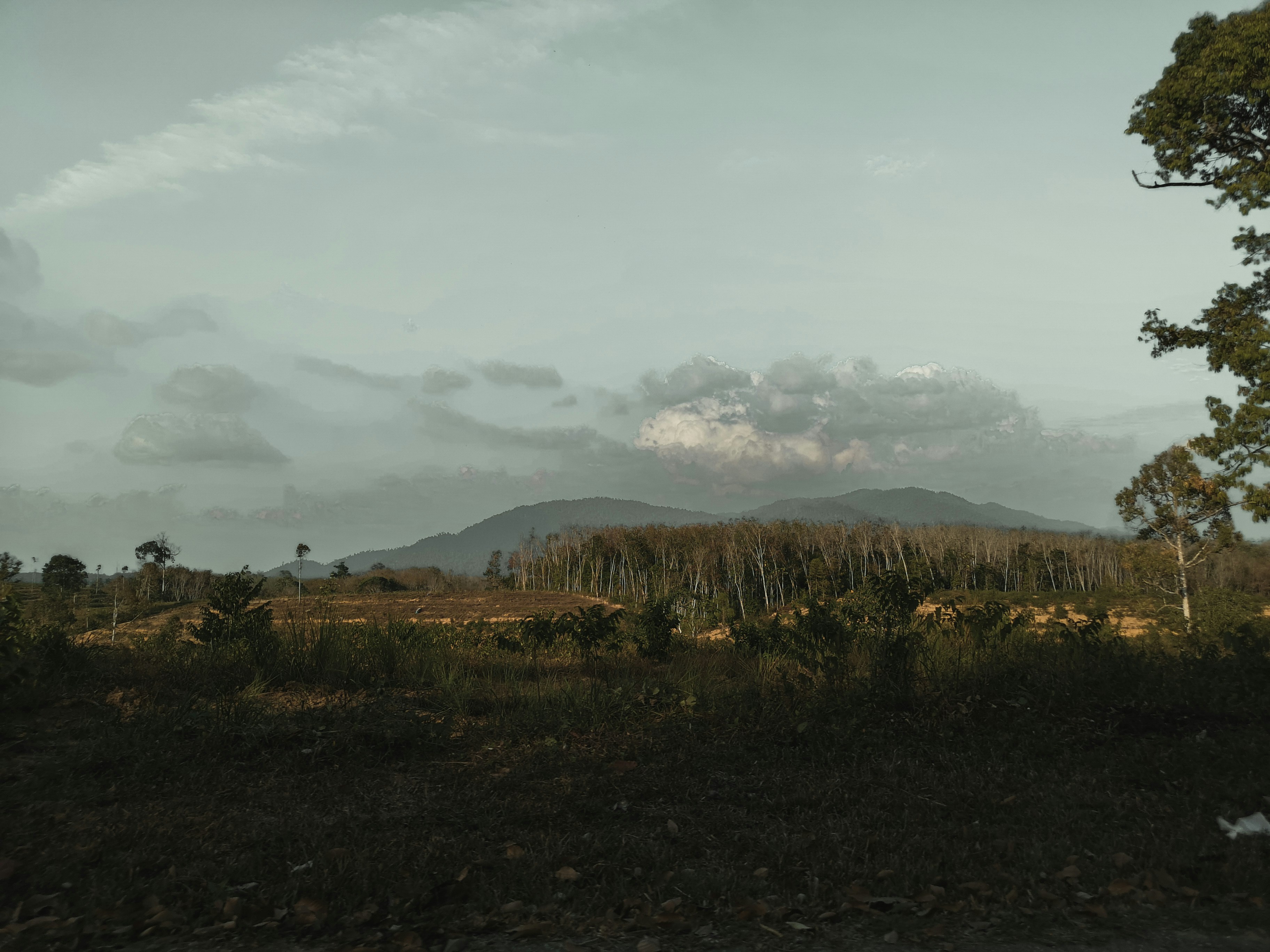 Lush landscape with a backdrop of rolling hills under a cloudy sky, showcasing the interplay of light and shadow.