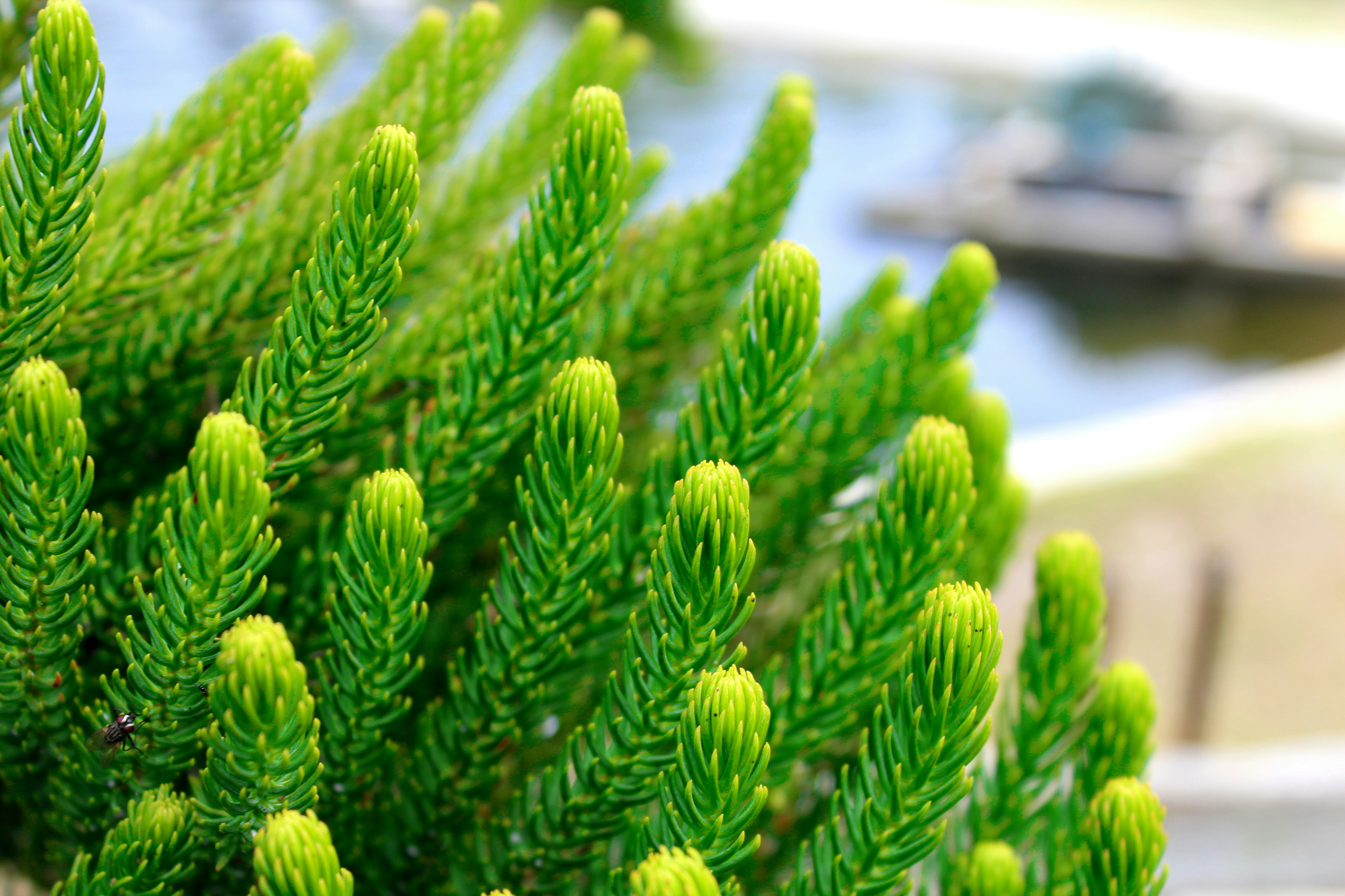 Vibrant green conifer branches reaching upward in soft sunlight near a tranquil garden pool.