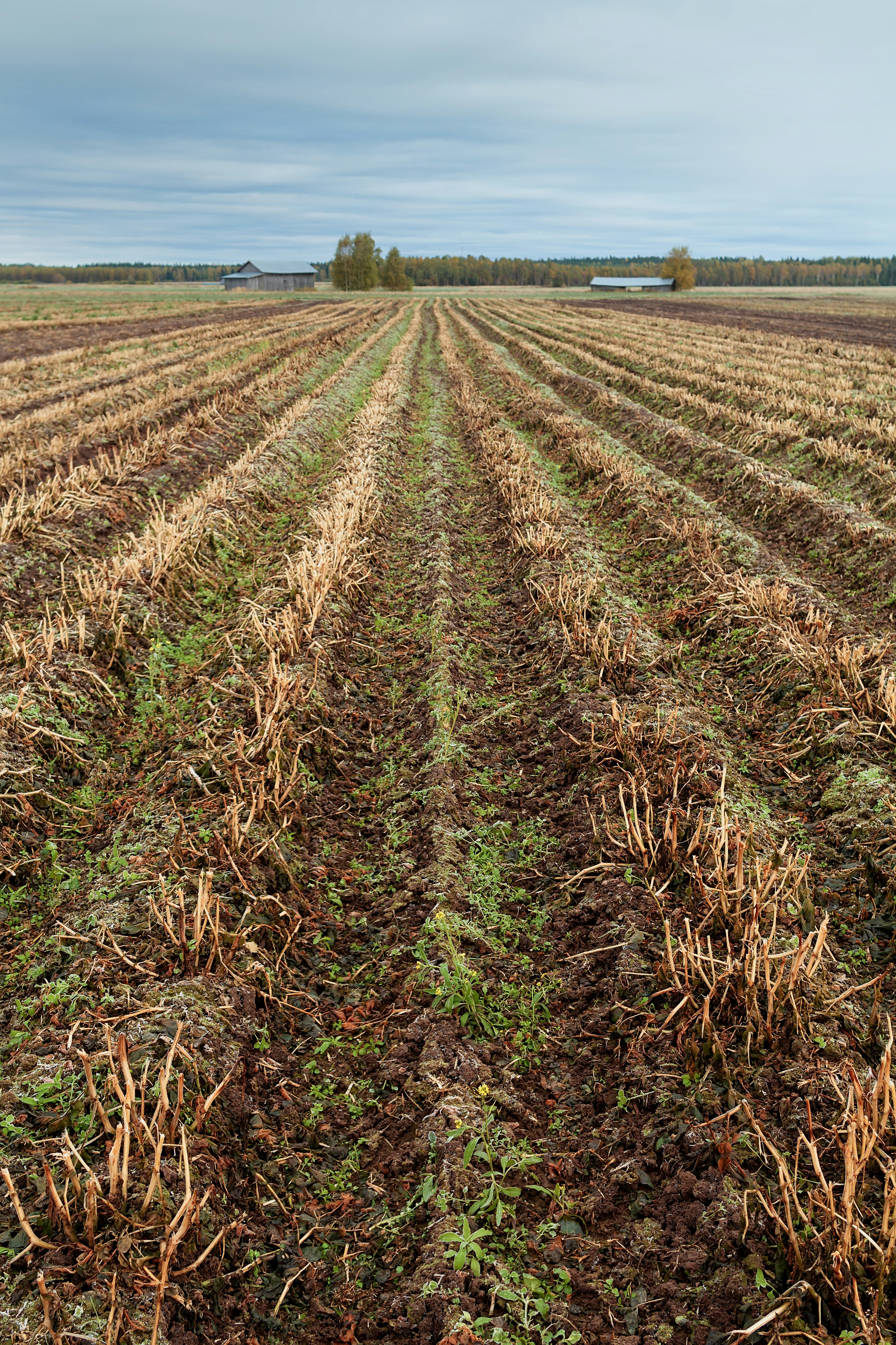 Green Threads Between Stubble: Field Lines Toward the Farmstead