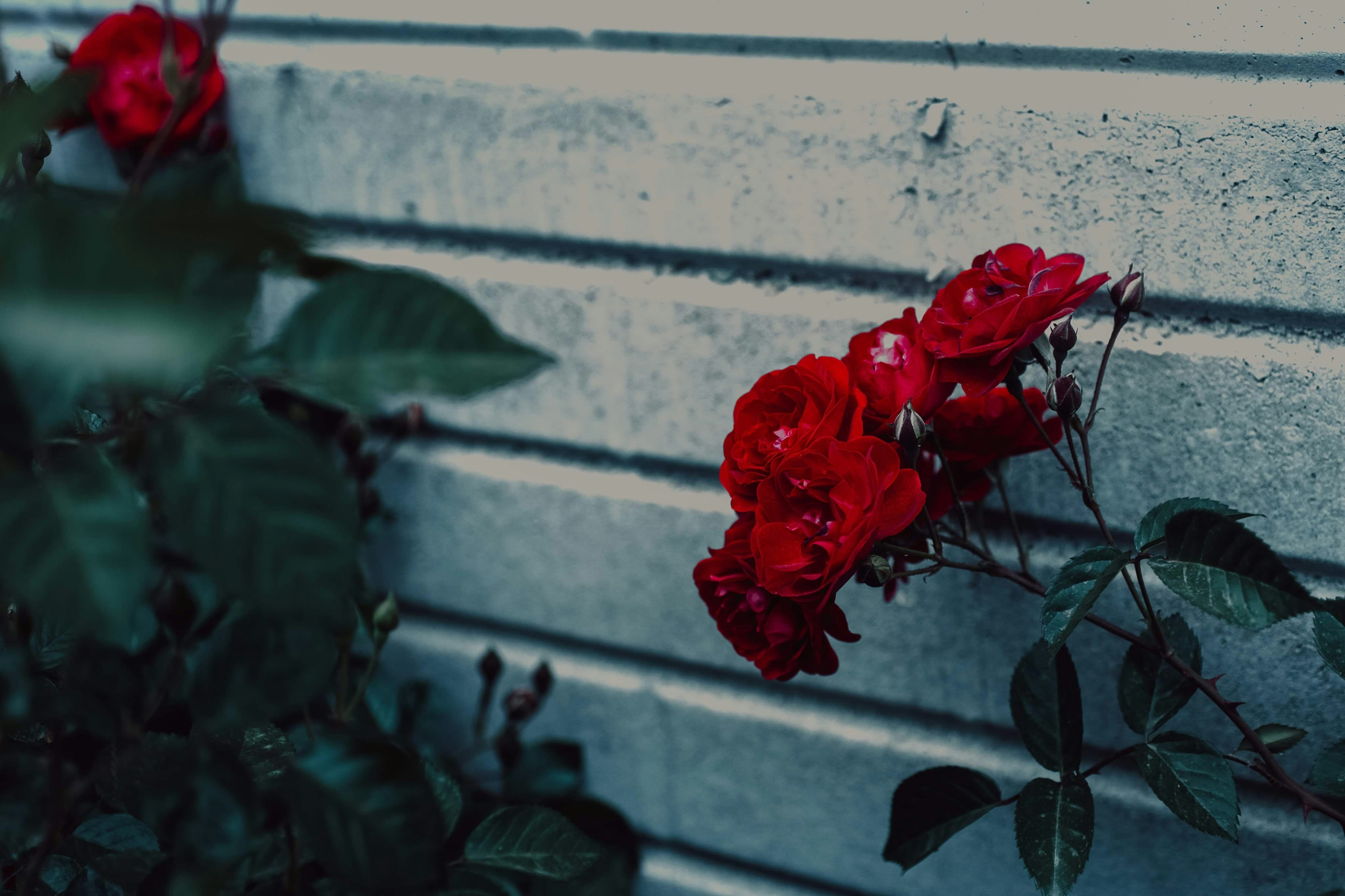 A bunch of red roses sitting on the side of a building photo – Free ...