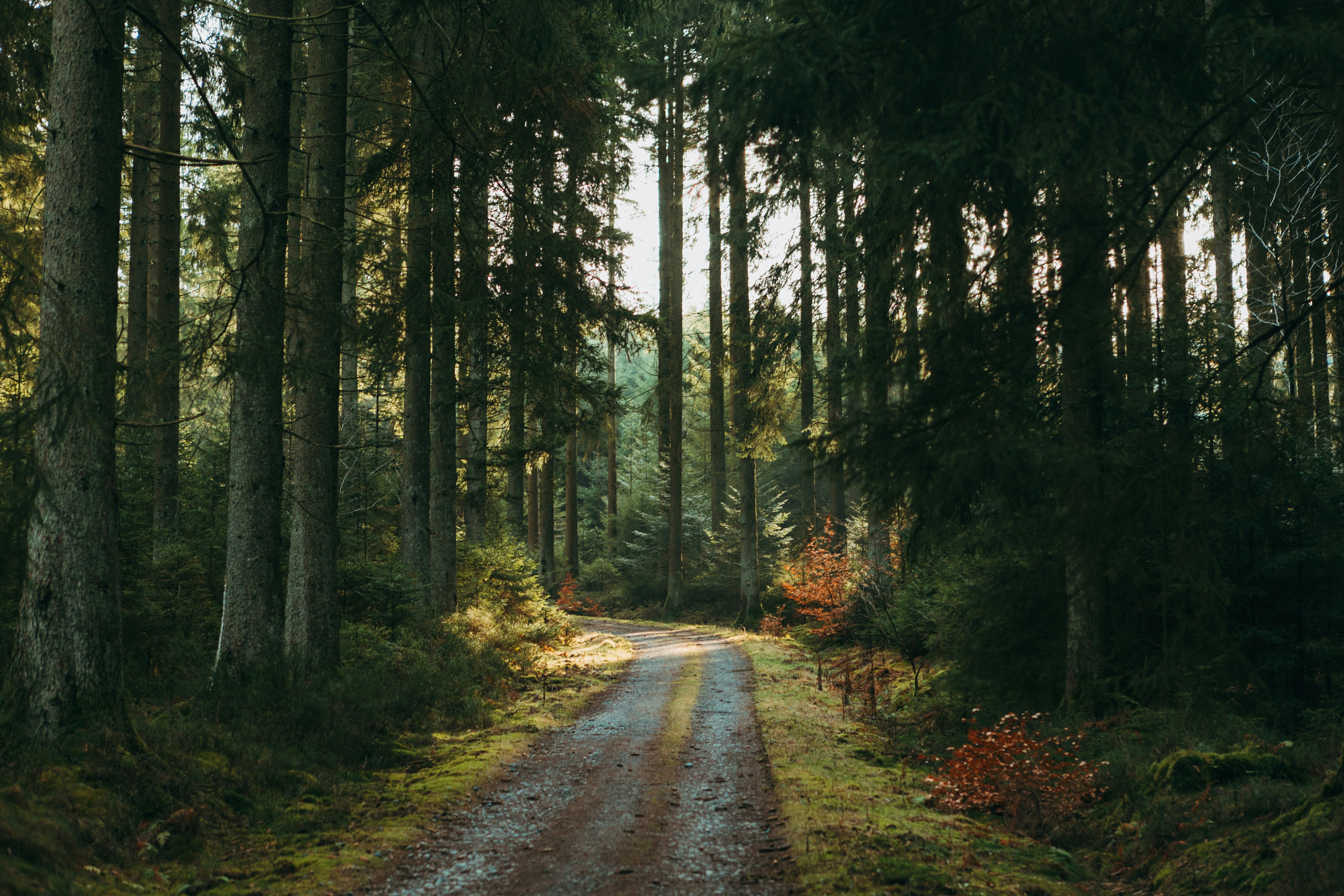 A tranquil forest path meanders through towering trees, dappled with soft light and hints of autumn color. The scene invites exploration and reflection.