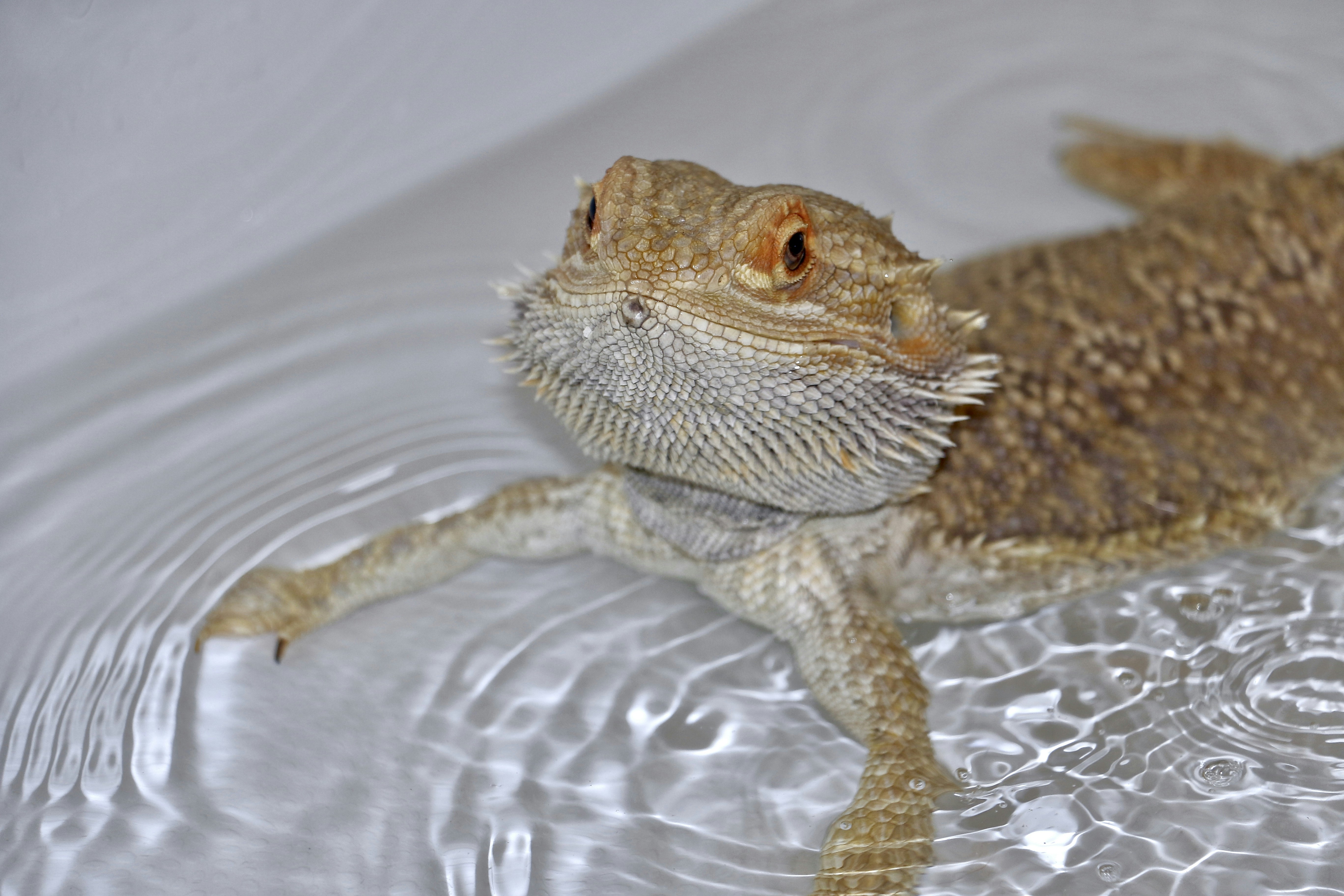 A close up of a lizard in a pool of water photo – Free Swimming Image ...