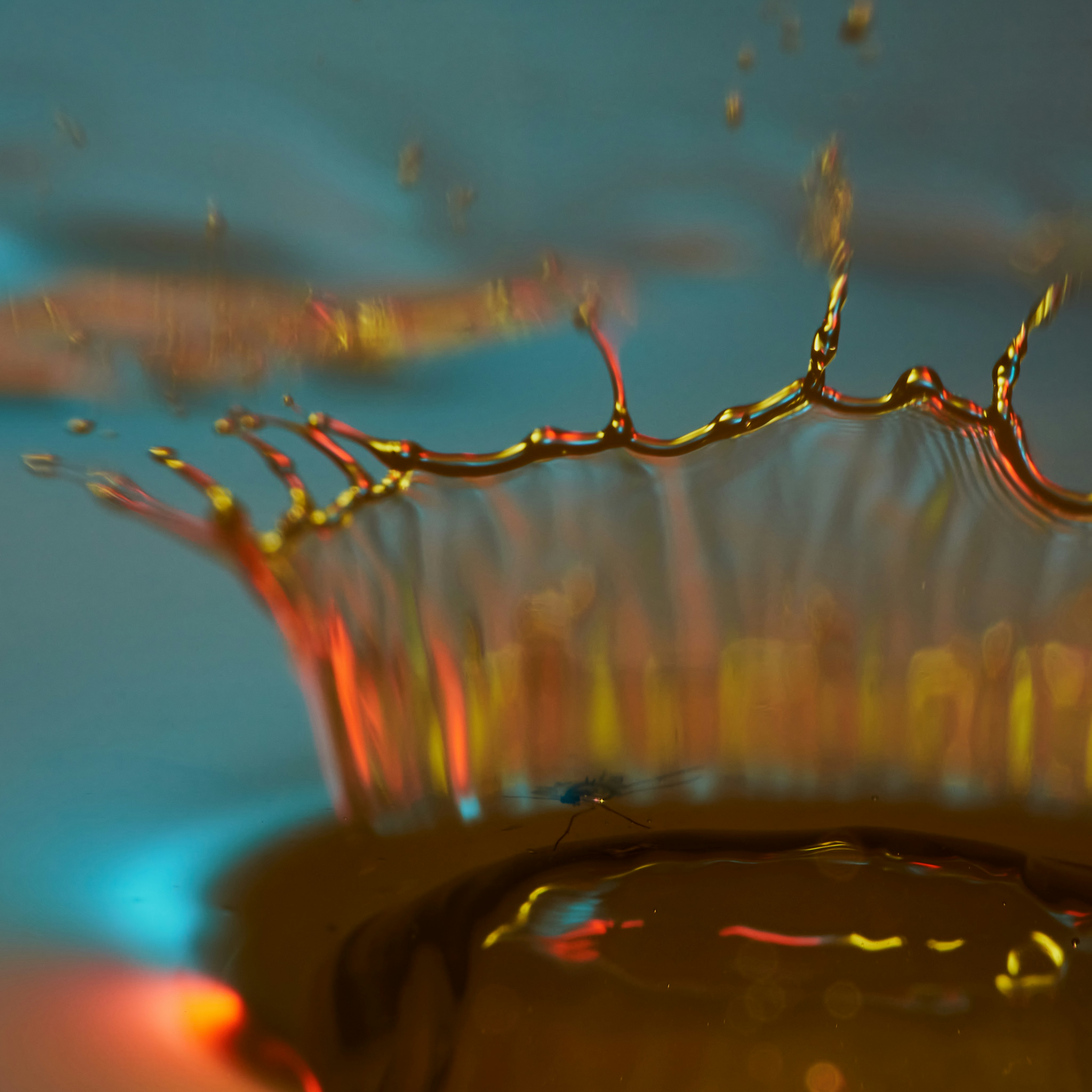 Liquid Crown: A Burst of Color over a Droplet Wall