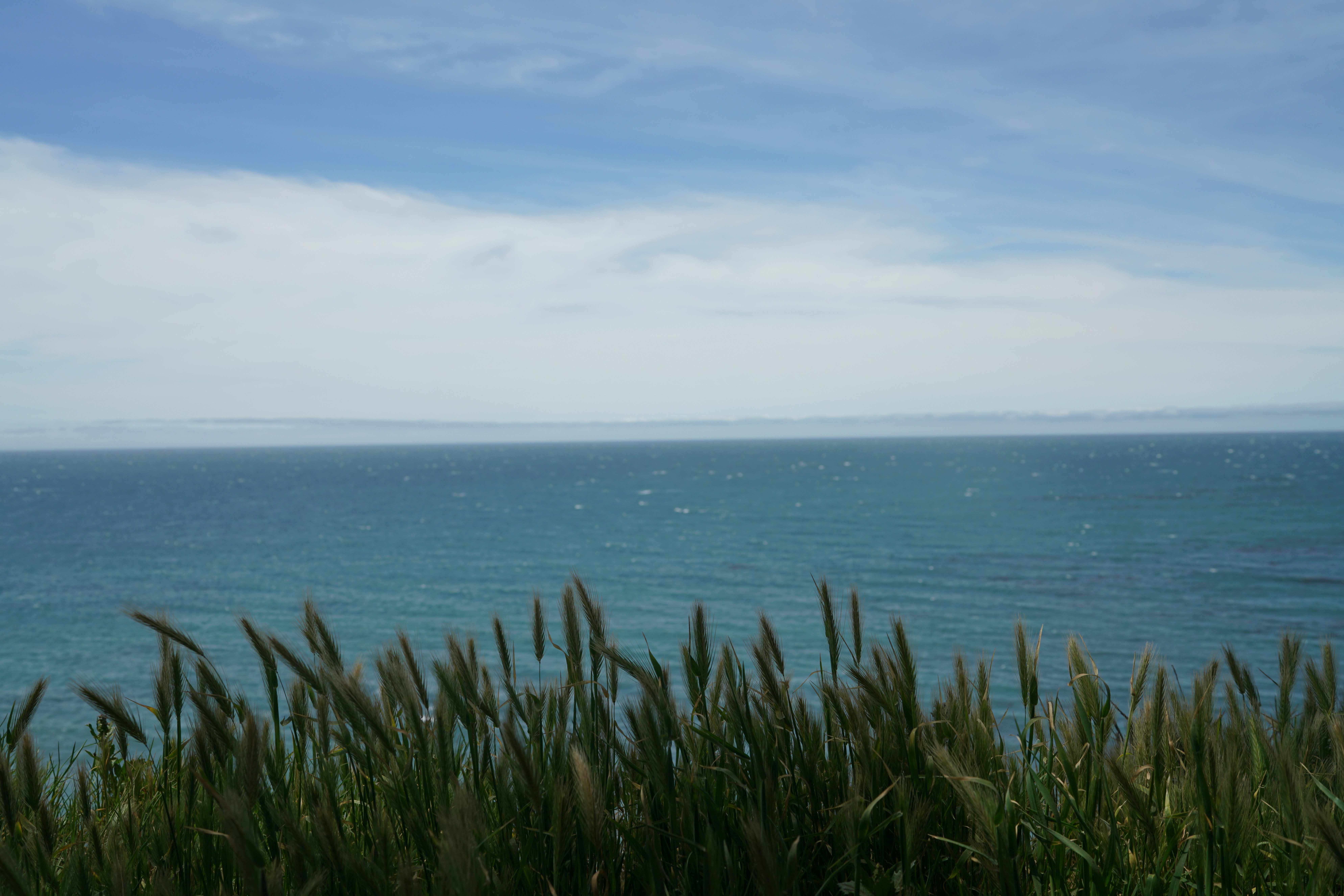 Tall grasses sway gently along a serene coastline under a vast blue sky.