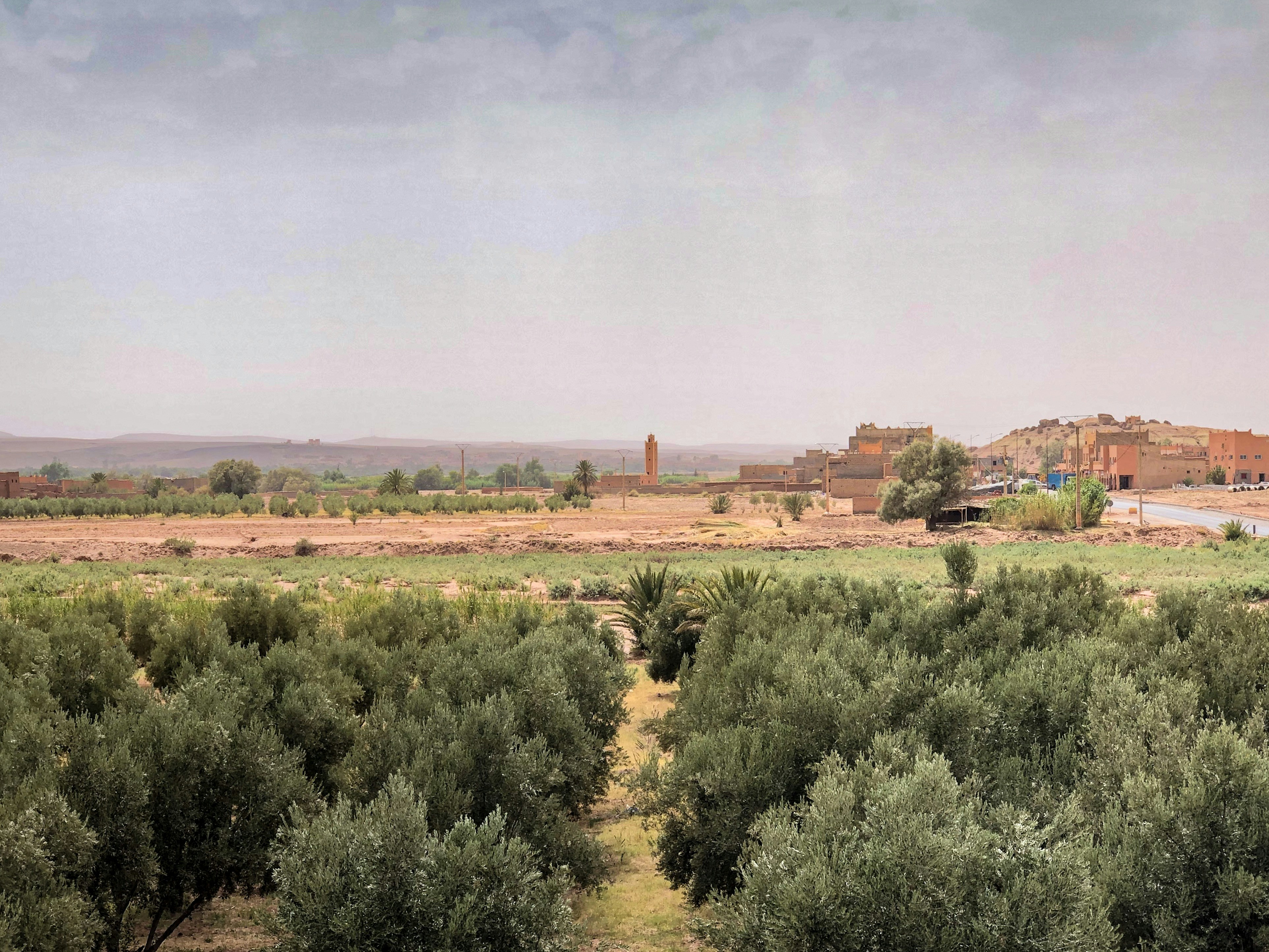 Olive Rows to a Desert Village on the Horizon