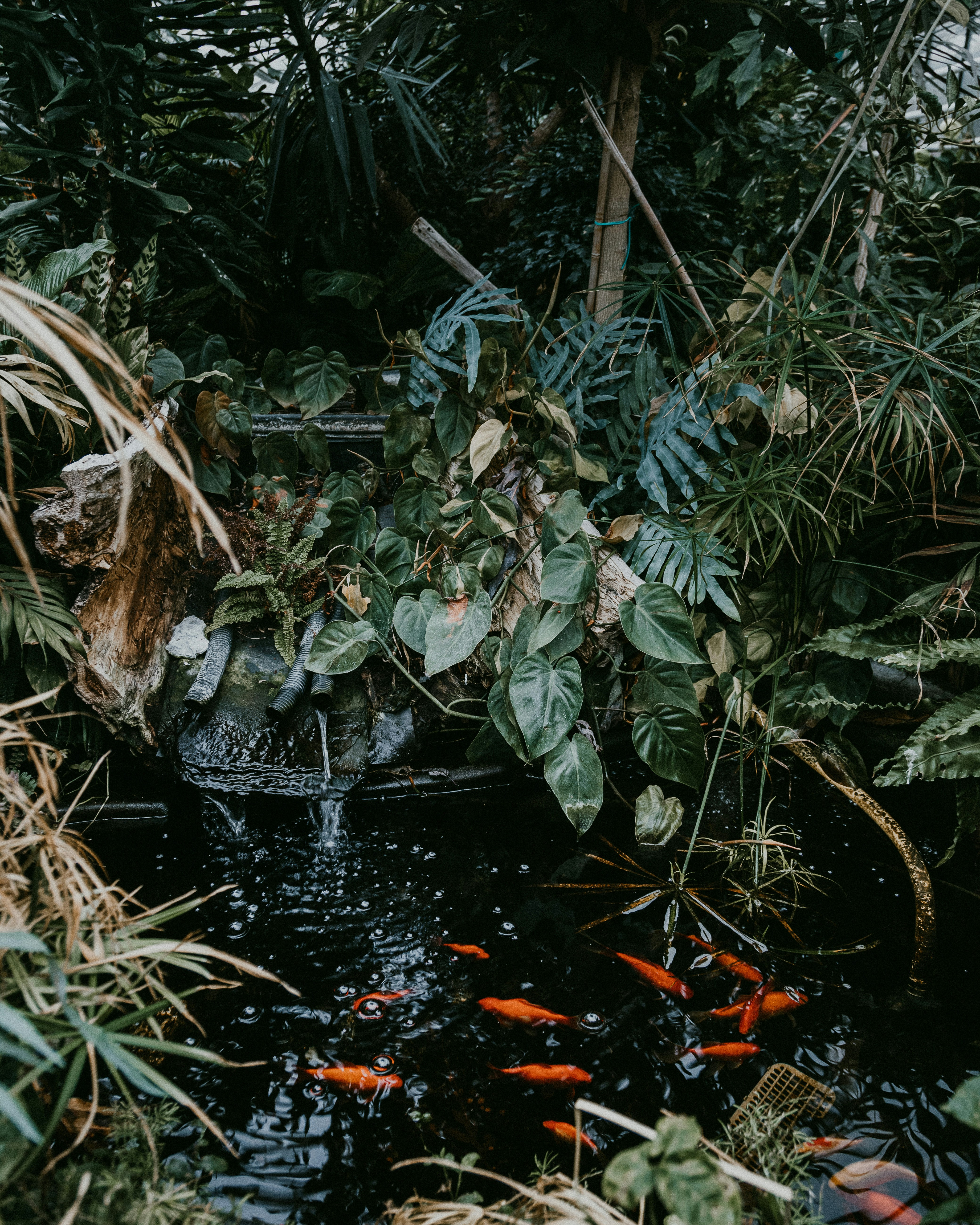 Koi Quiet in the Fern Cage