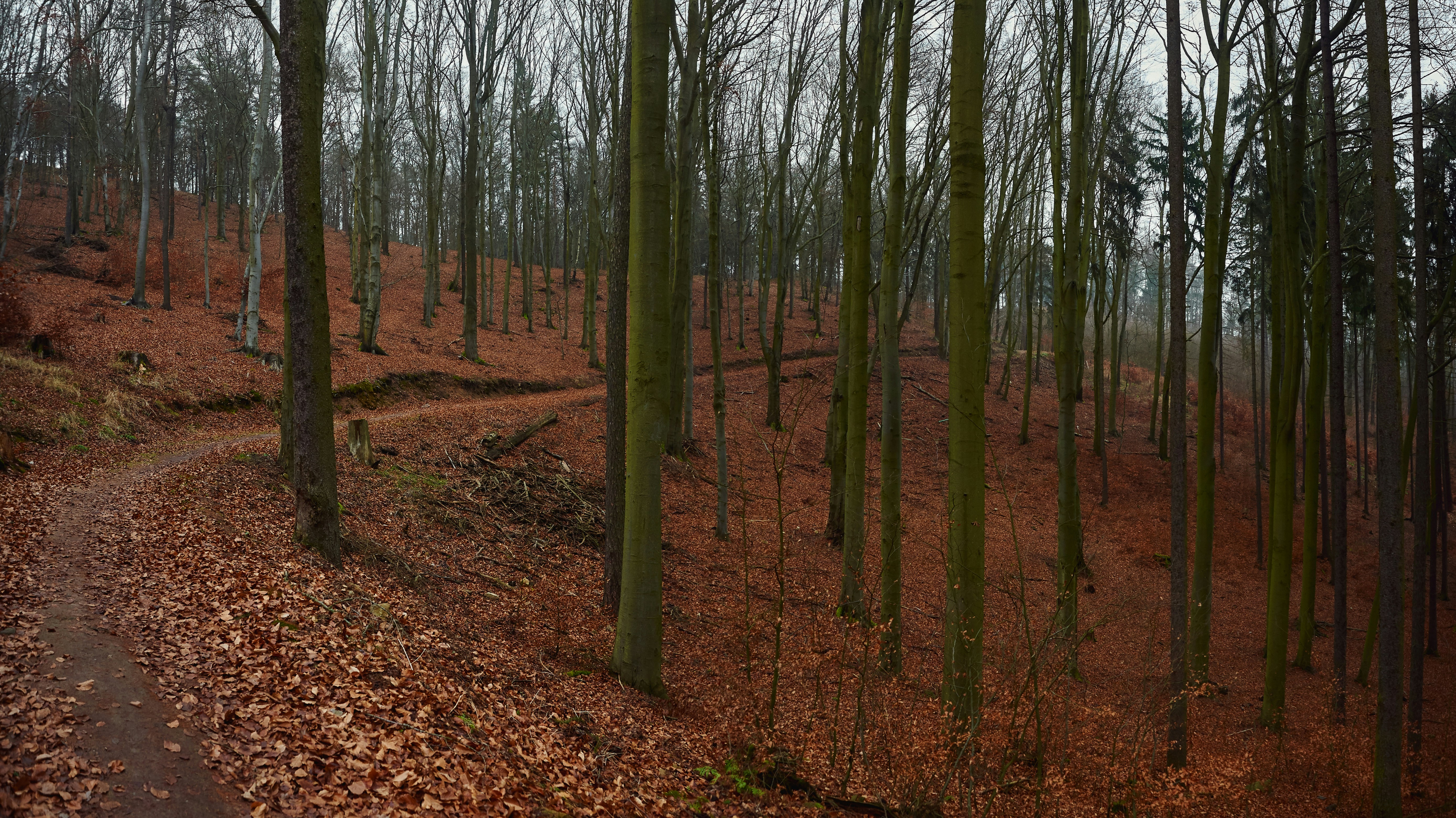 brown trees on brown dried leaves