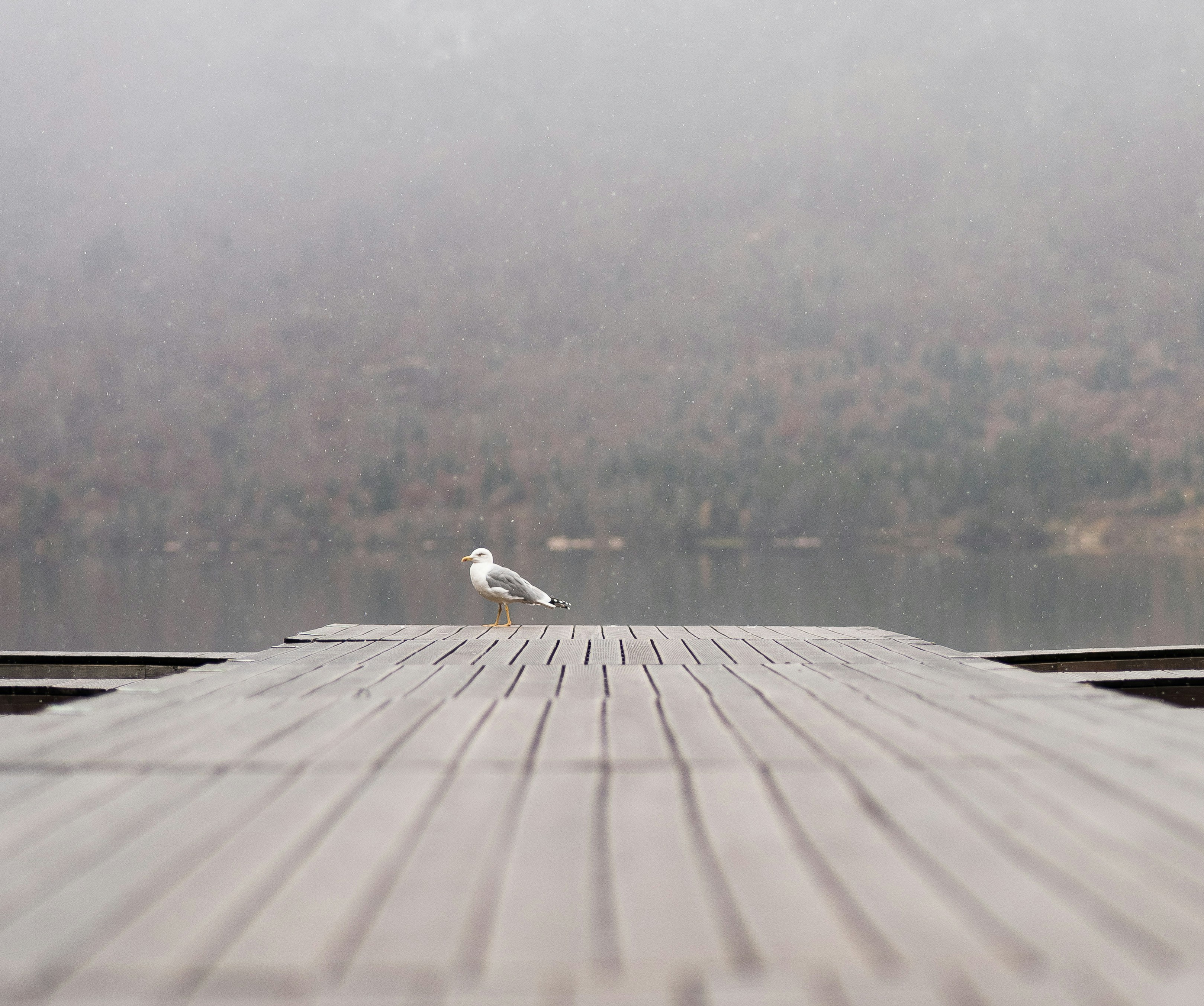 Seaside Seagull at the Willows: A Quiet Moment on the Docks