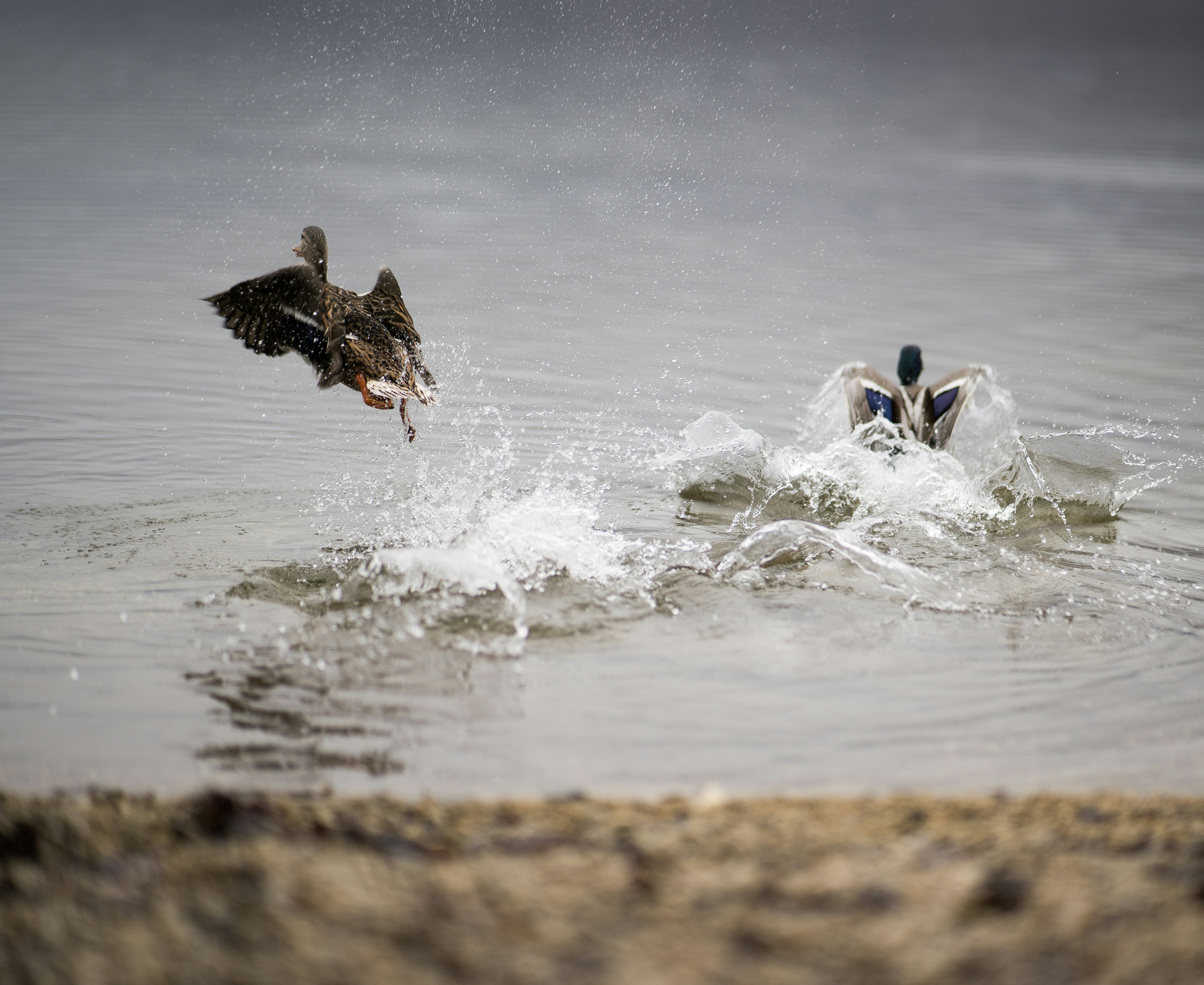 Brown bird flying over water during daytime photo – Free Grey Image on ...