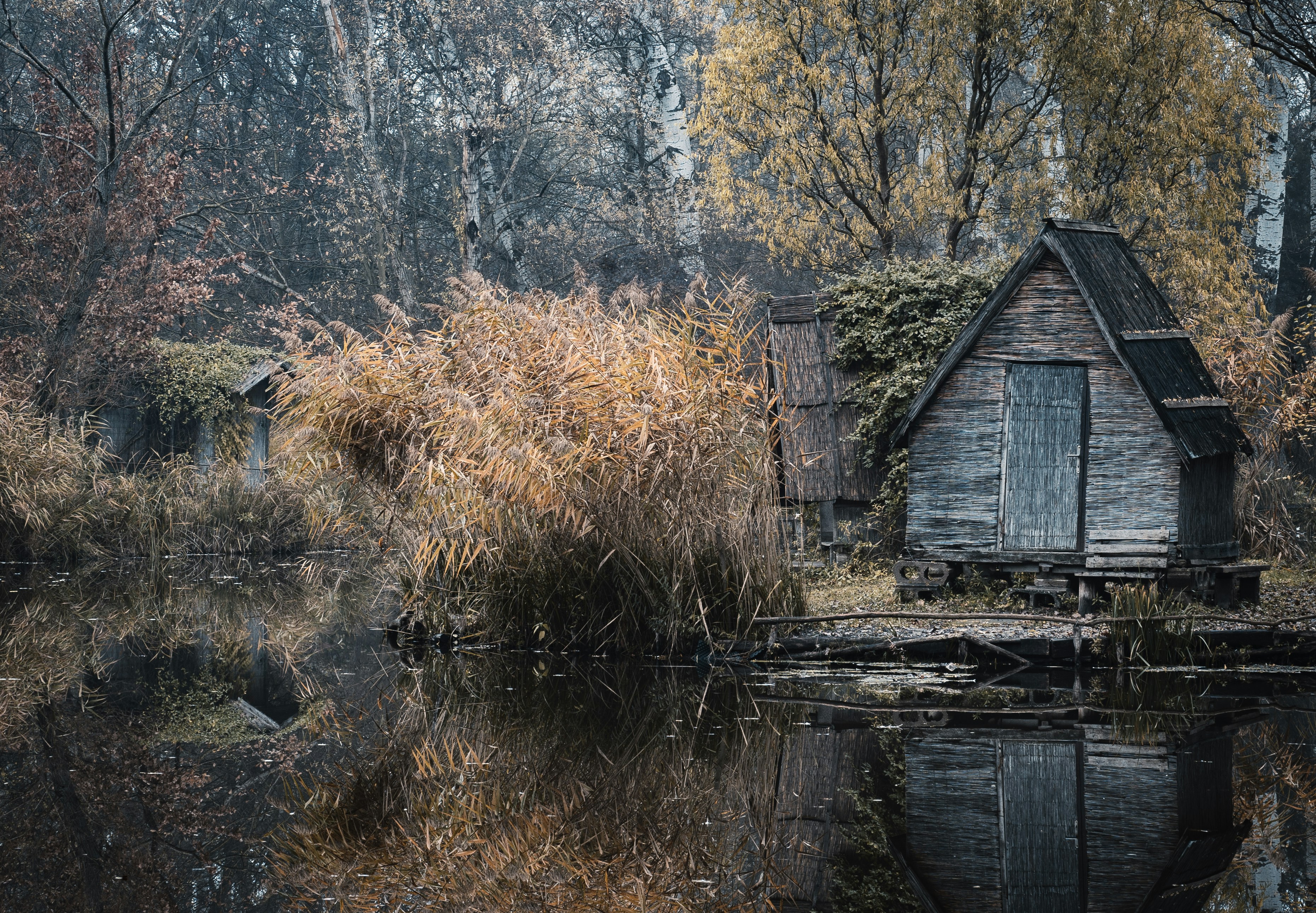 An old shack sits in the middle of a swamp photo – Free Brown Image on ...