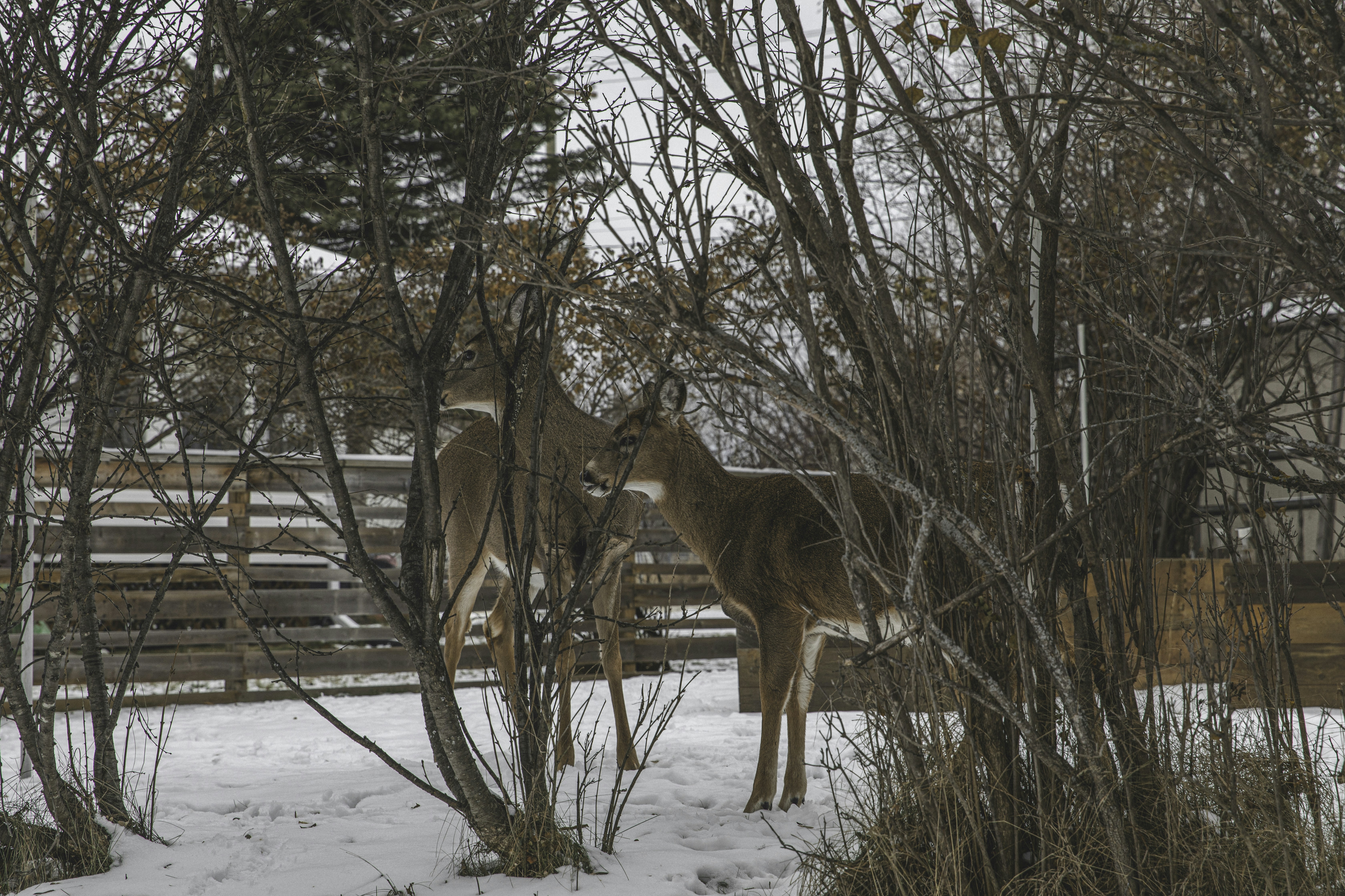 brown deer standing on snow covered ground near bare trees during daytimeAlena Vavrdova