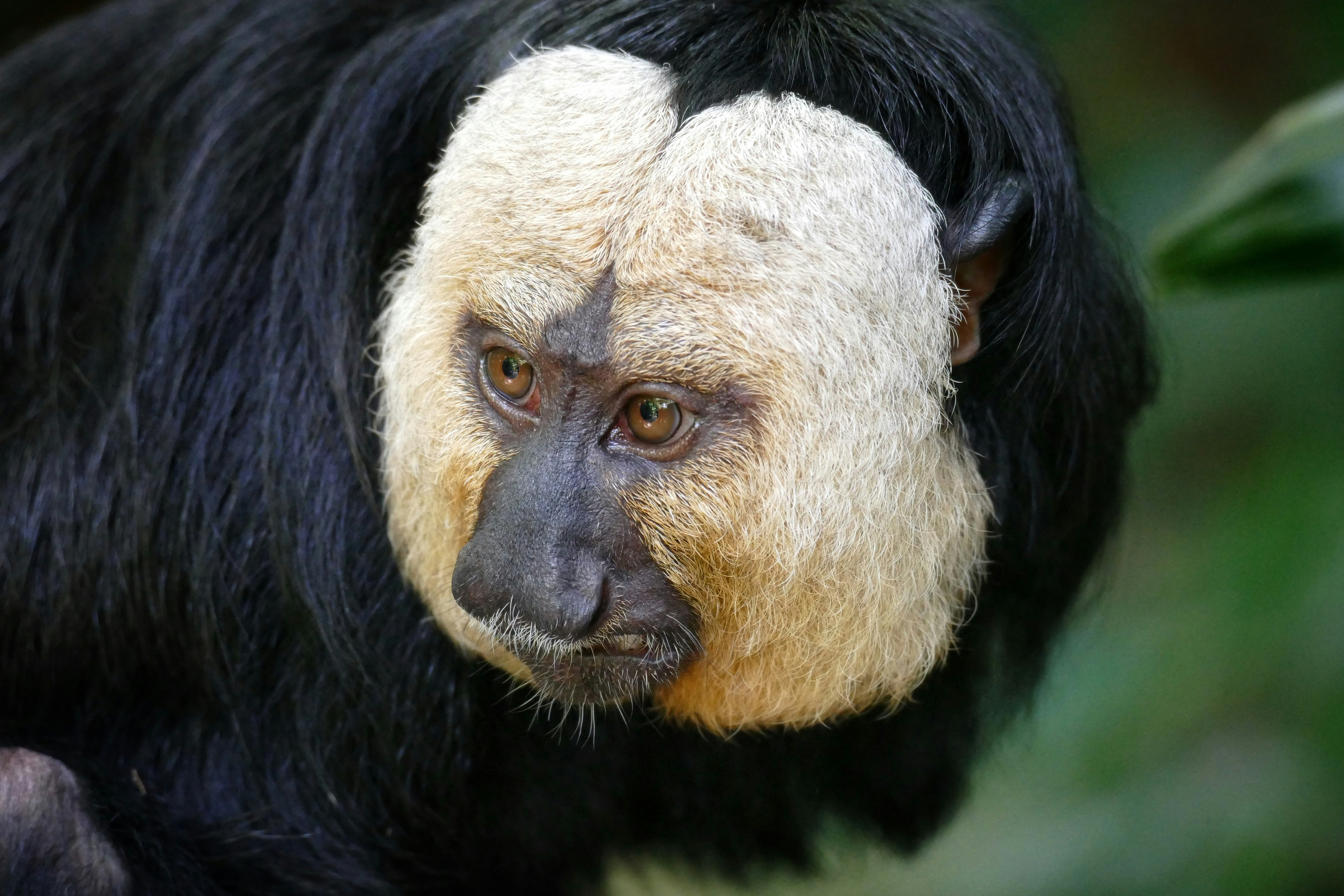 Close-up photograph of a pale-faced monkey with dark fur, emphasizing its expressive eyes.
