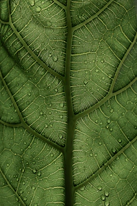 Nature's Intricate Canvas: A Leaf's Detail