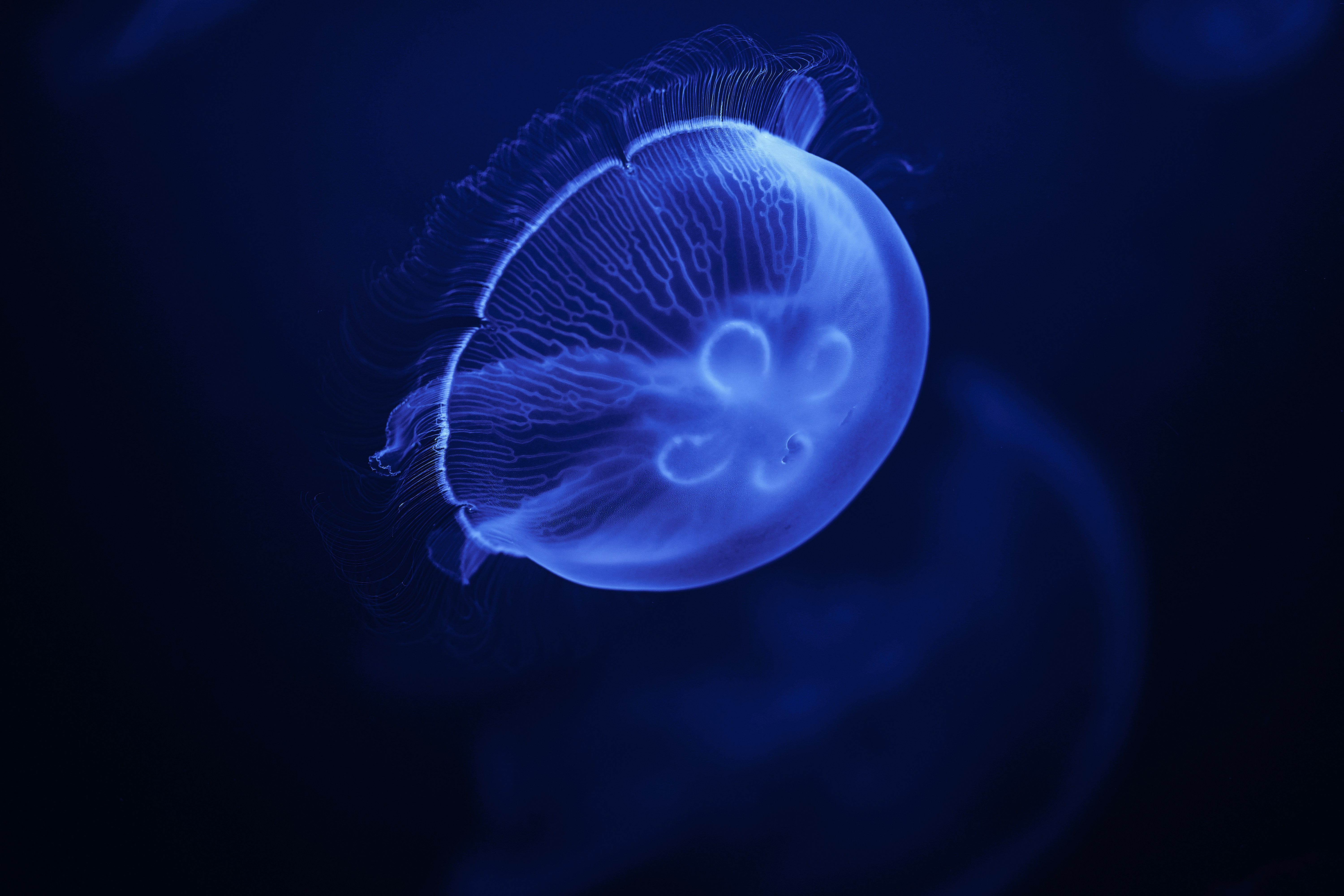 a blue jellyfish floating in the dark water
