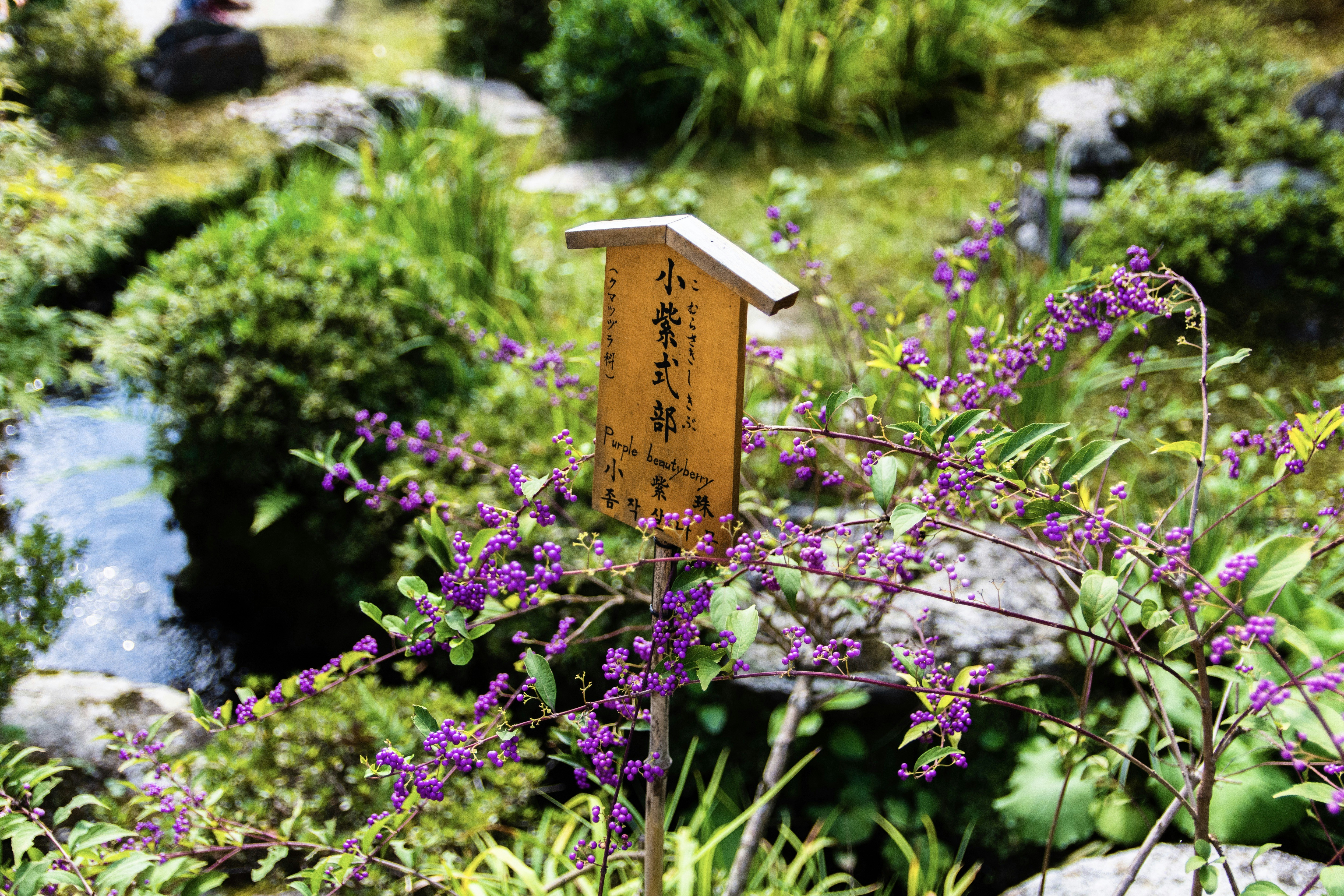 Vibrant Symphony in a Garden Oasis