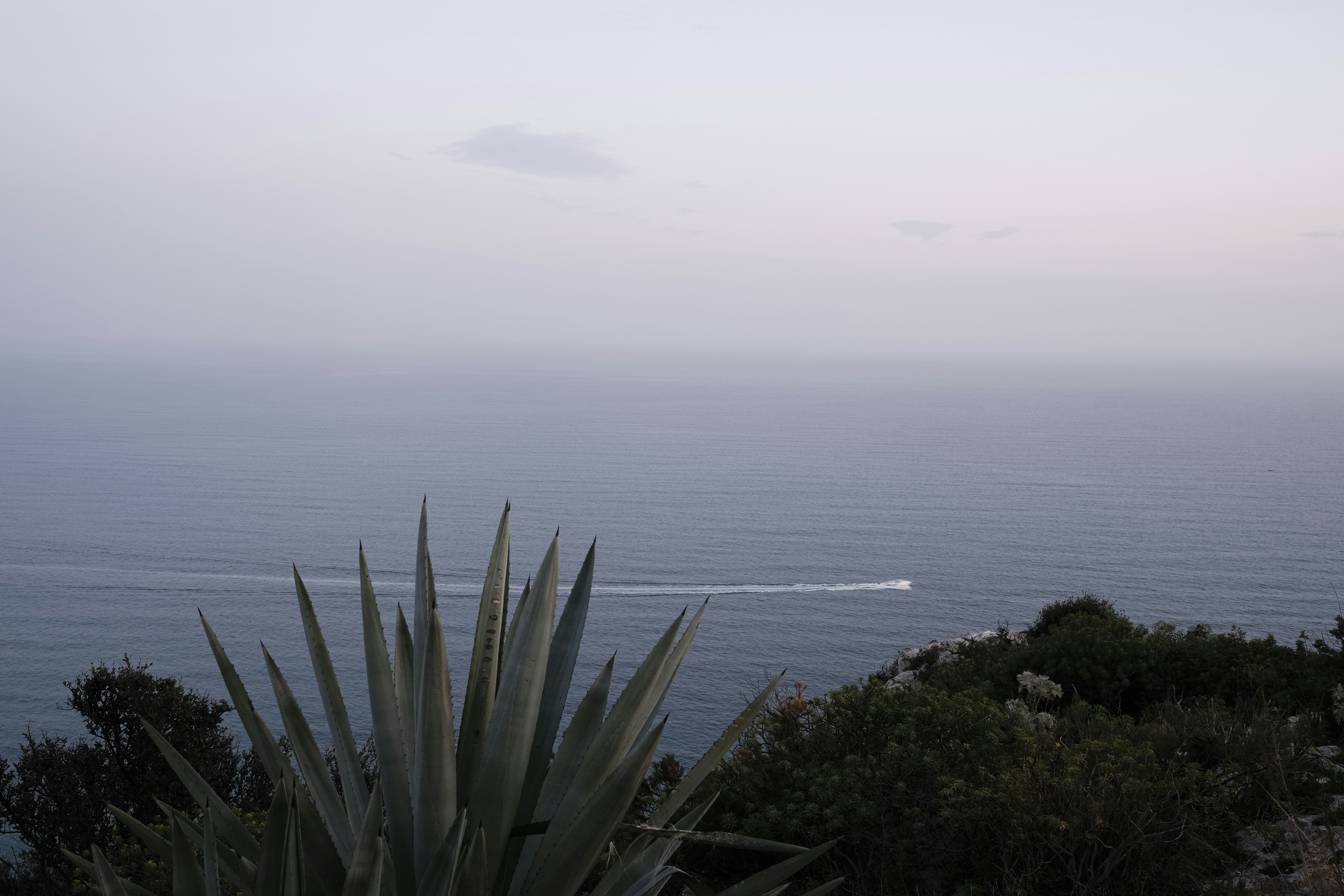 Distant boat leaving a white trail in the vast blue sea under a soft evening sky, framed by coastal vegetation.