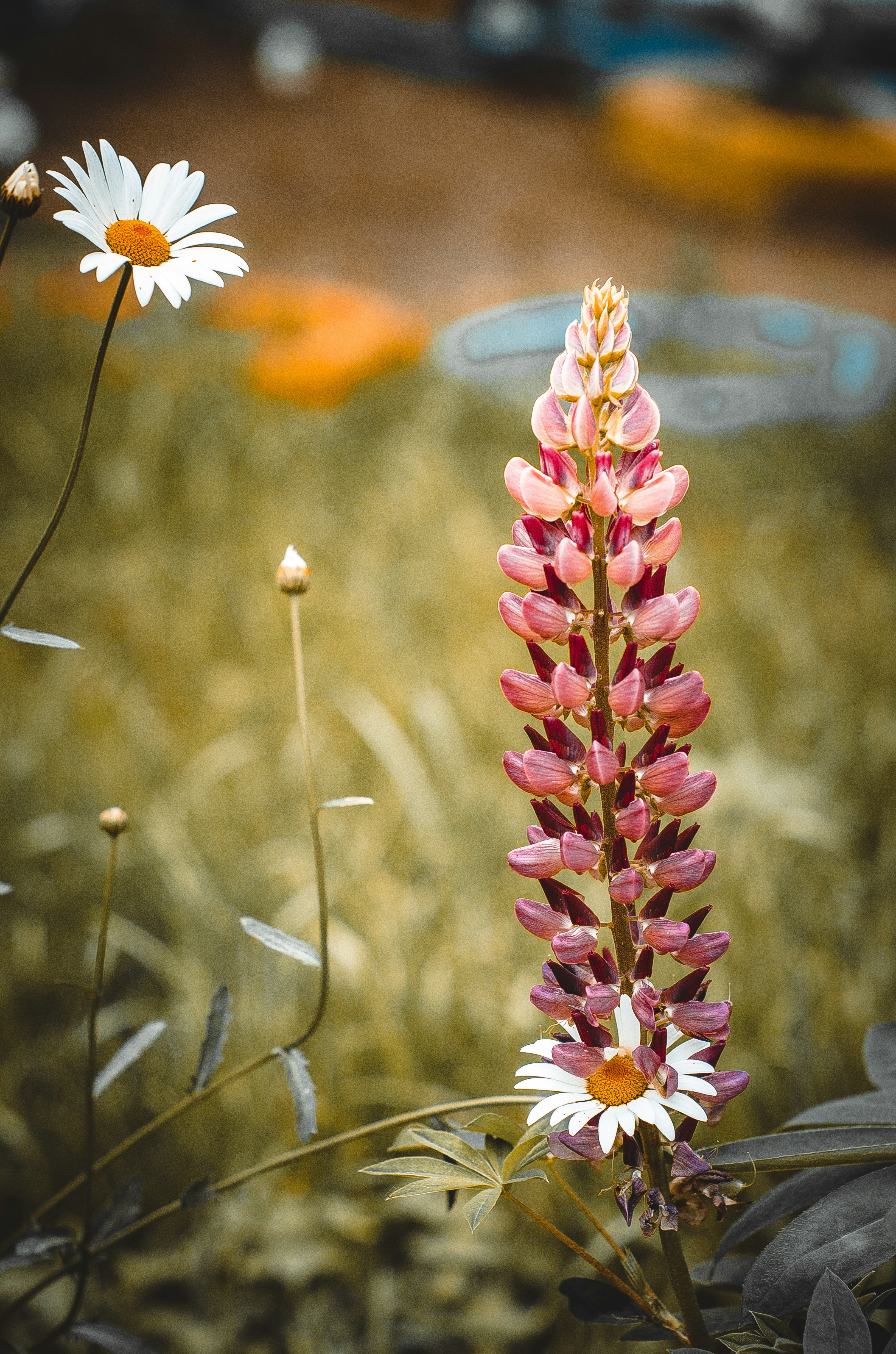 Daisy and Lupine in a Sunlit Meadow