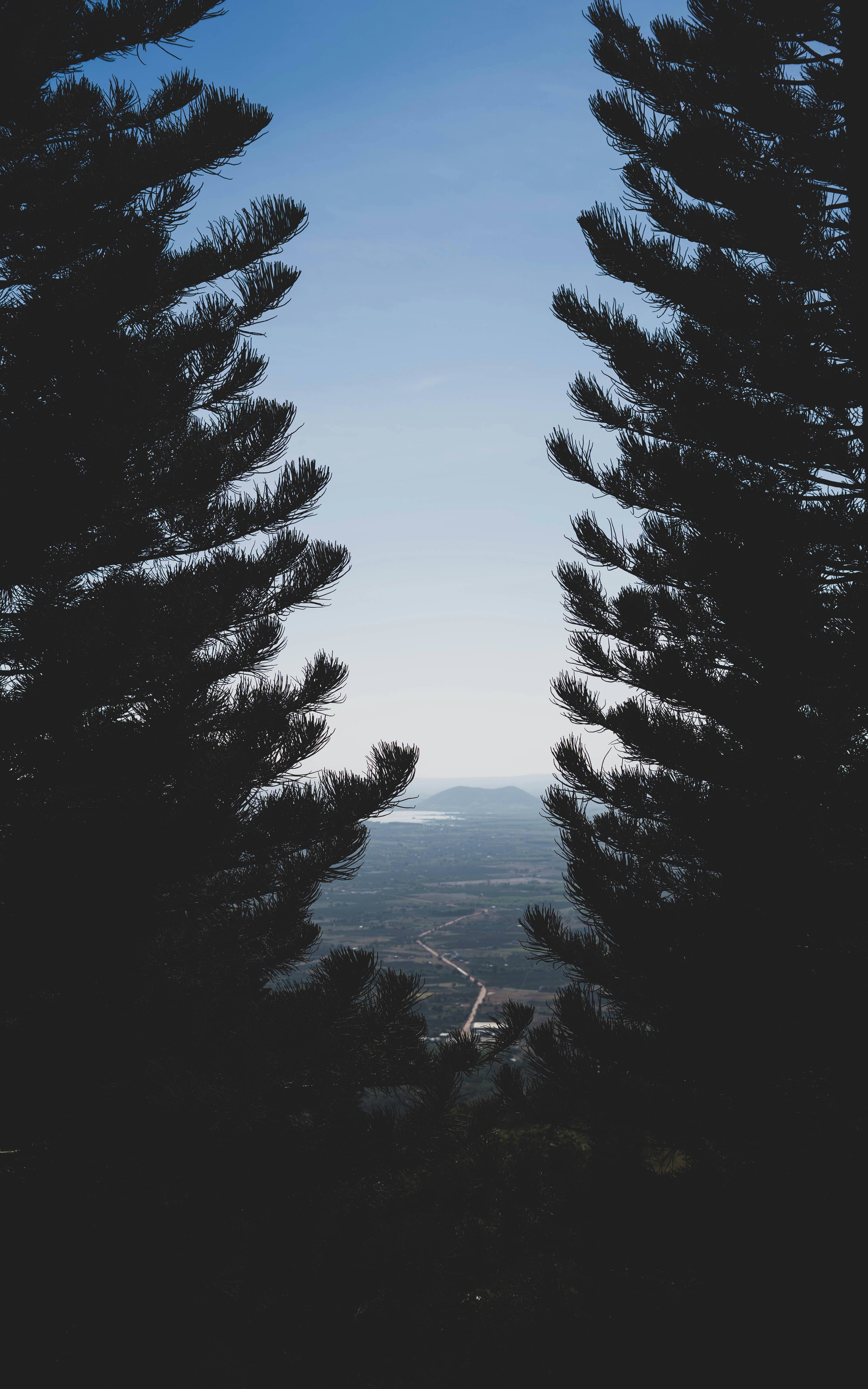 Between Towers: Framed Valley Beyond the Pines