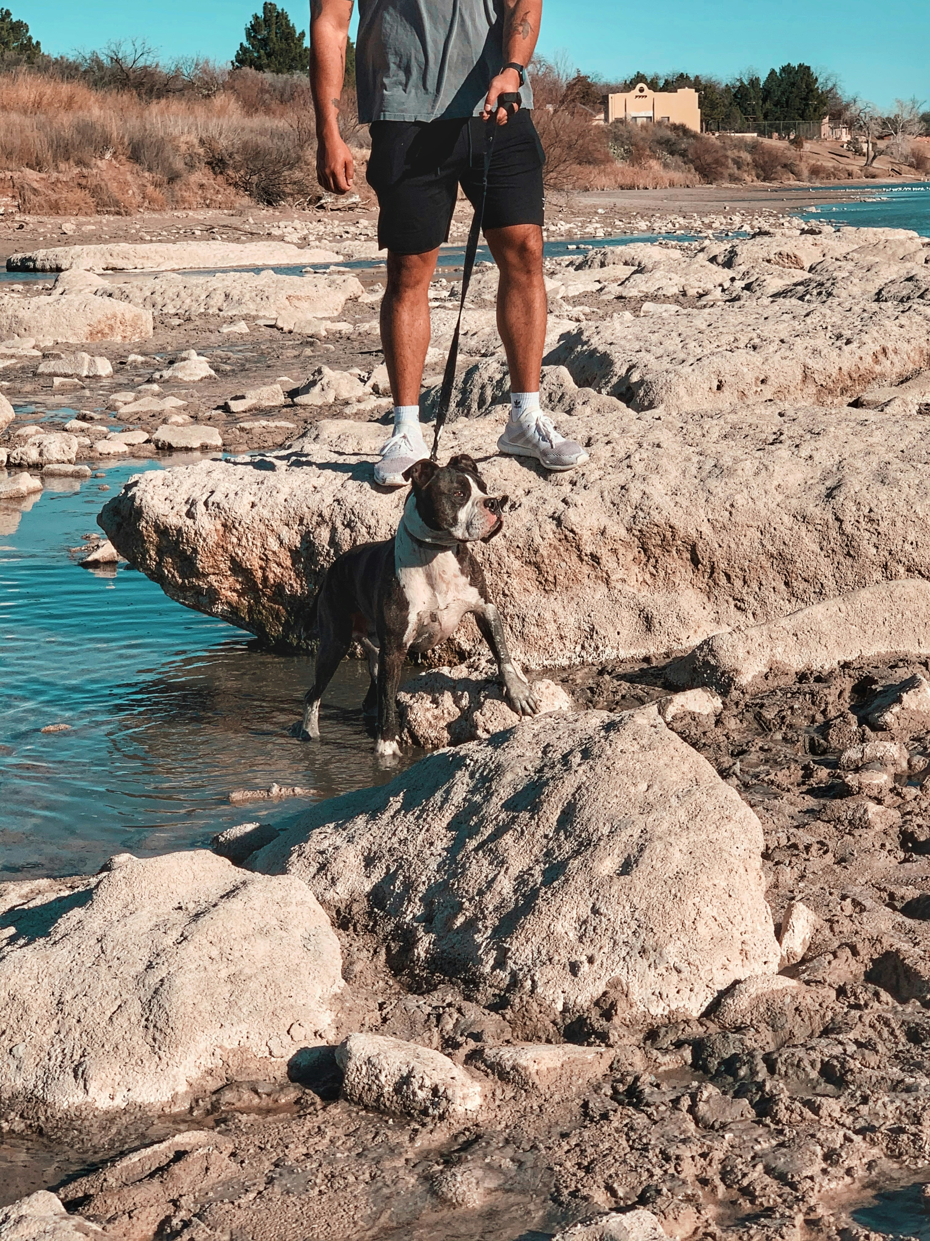 Leash to the Edge: Dog on rocky beach with its surprised guardian