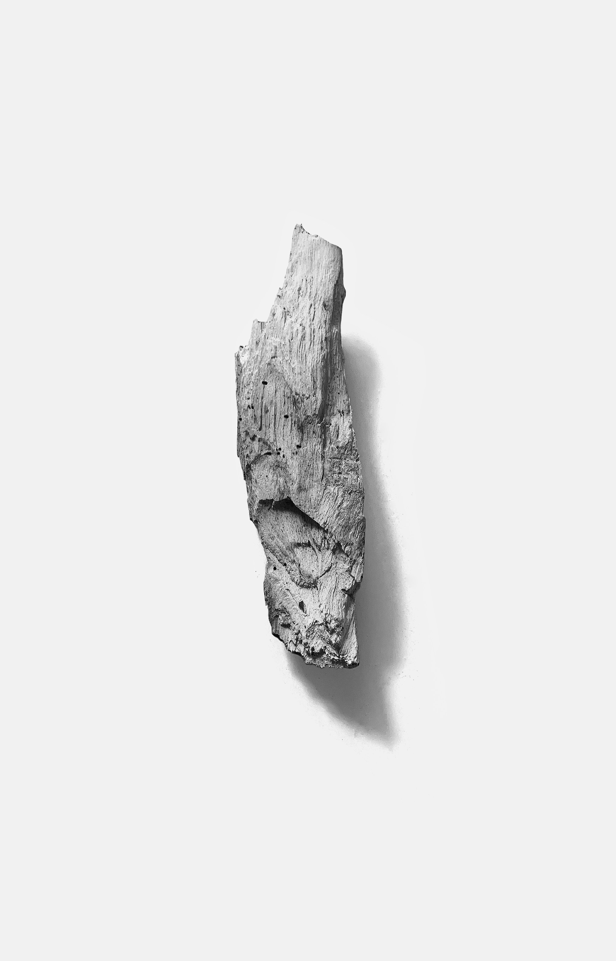 A piece of driftwood showcasing intricate textures and shadows against a minimalist background.