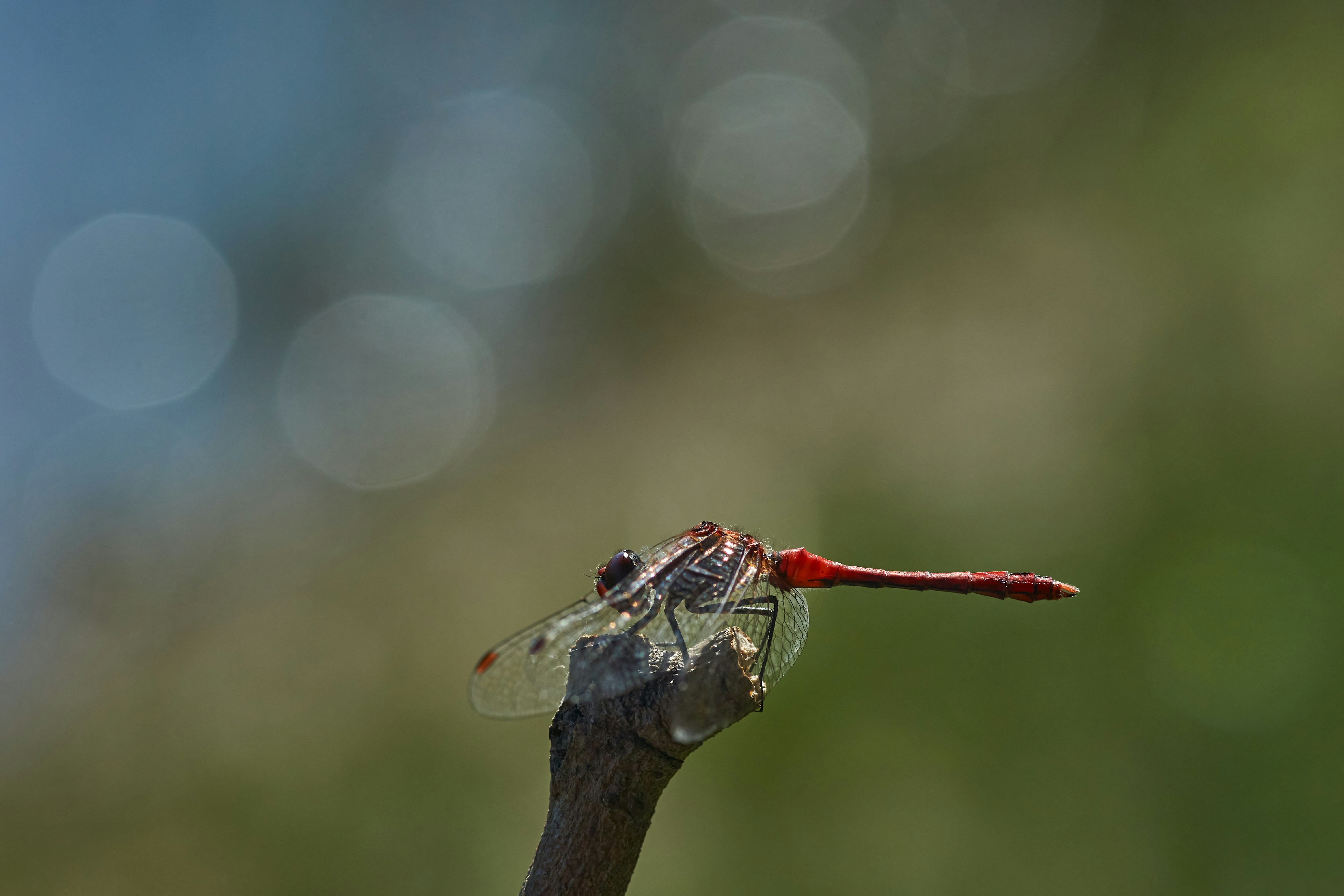Close-up of a red dragonfly resting on a twig, showcasing intricate wing details against a softly blurred background.