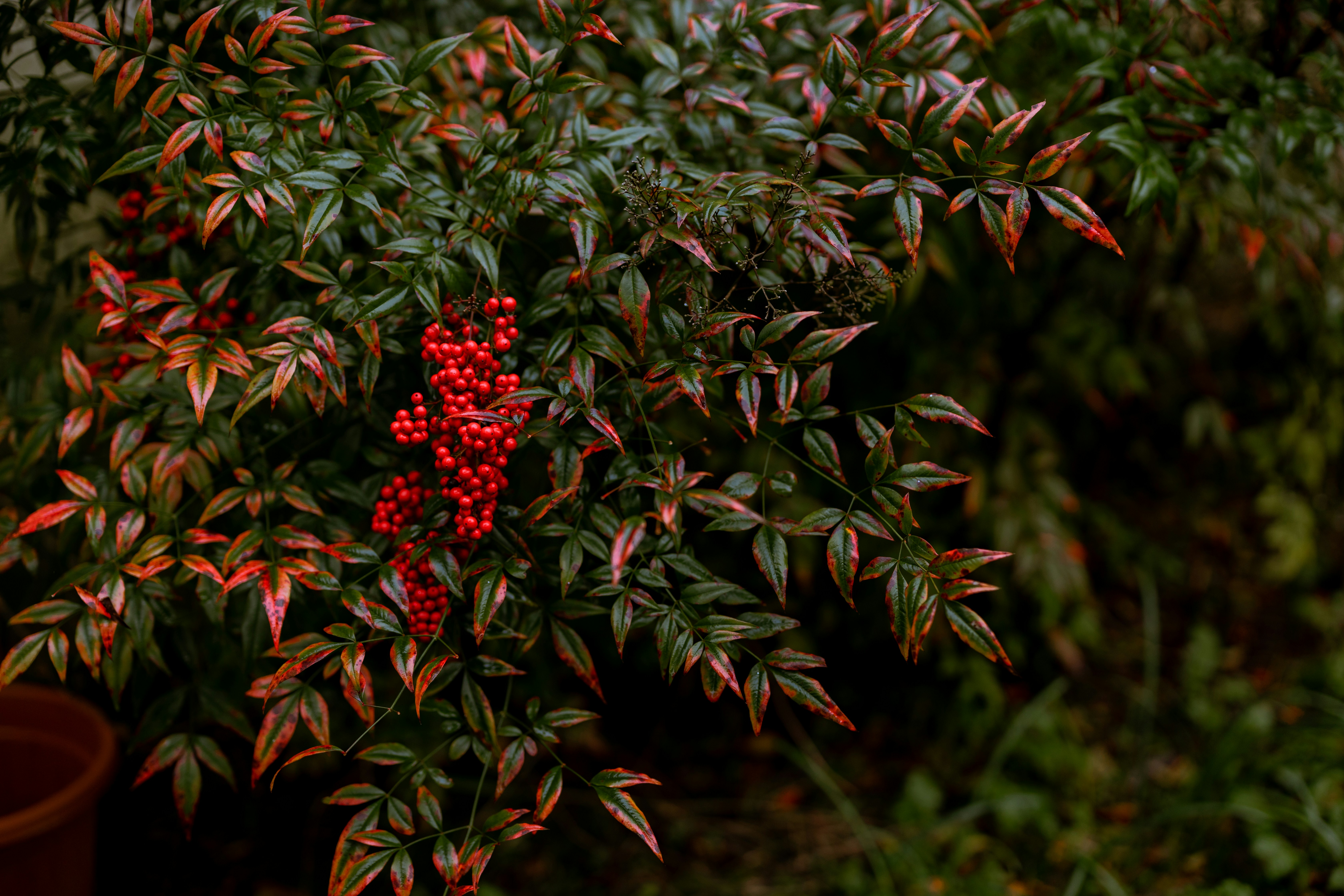 Red Berries in Velvet Green: A Quiet Garden Moment