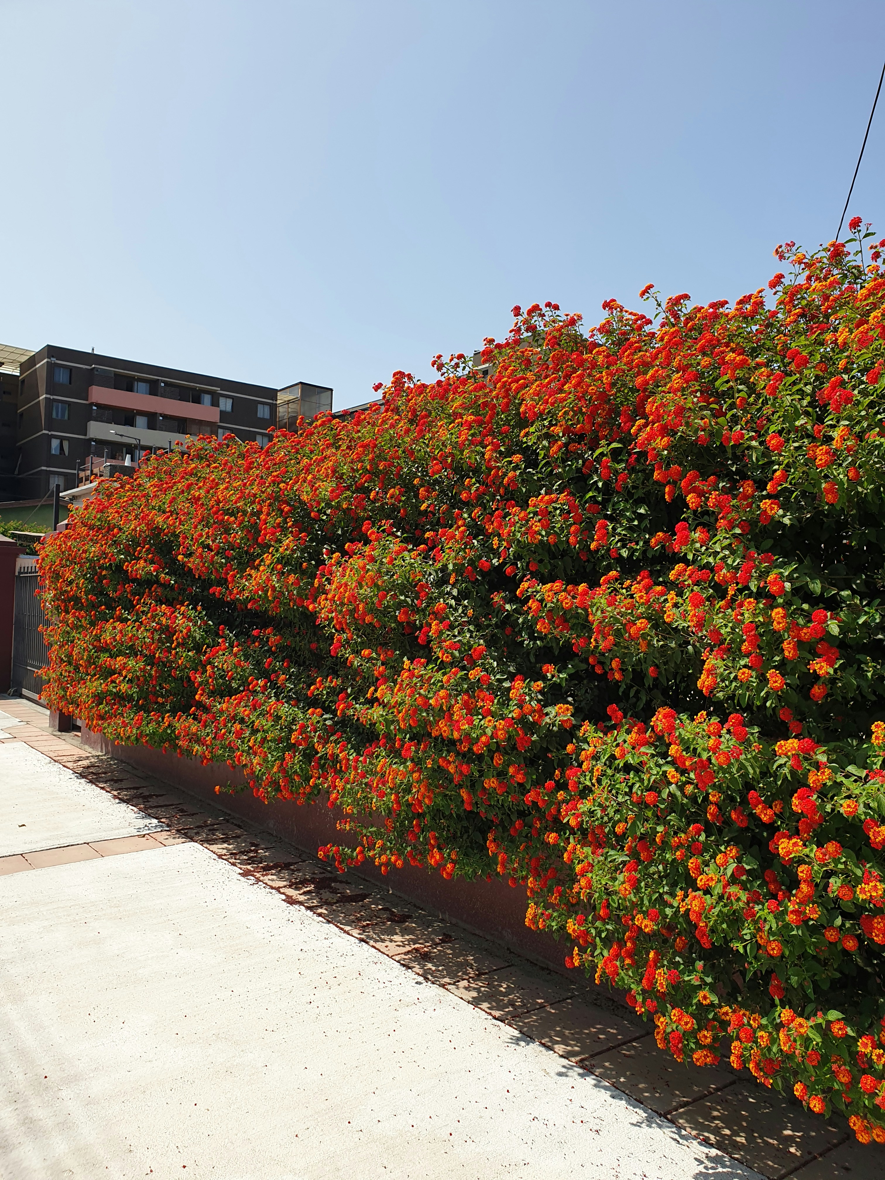 Dense hedge of orange flowers under a clear blue sky with buildings in the background.