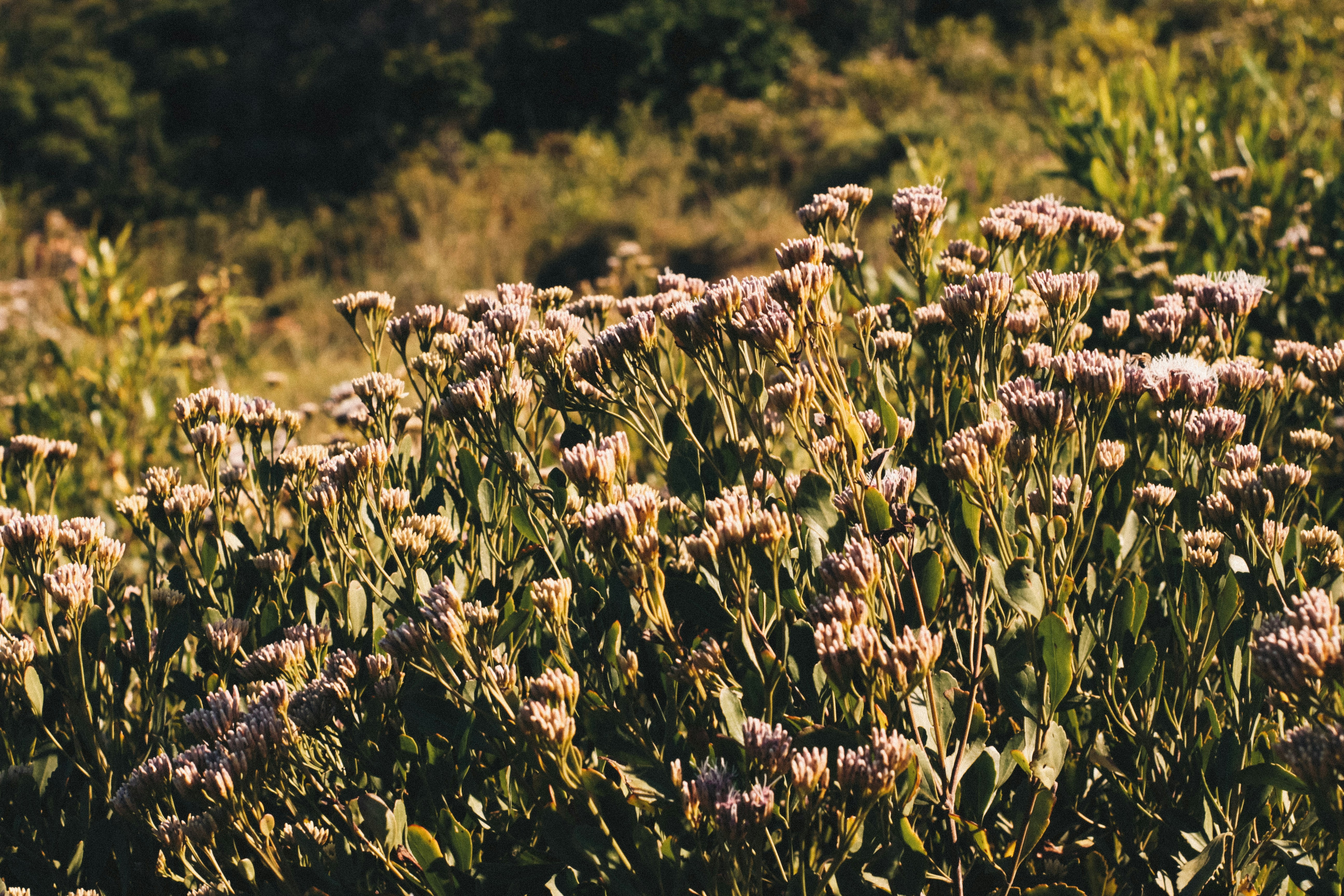 Sunlit Thistle Field: A Quiet Golden Hour Moment