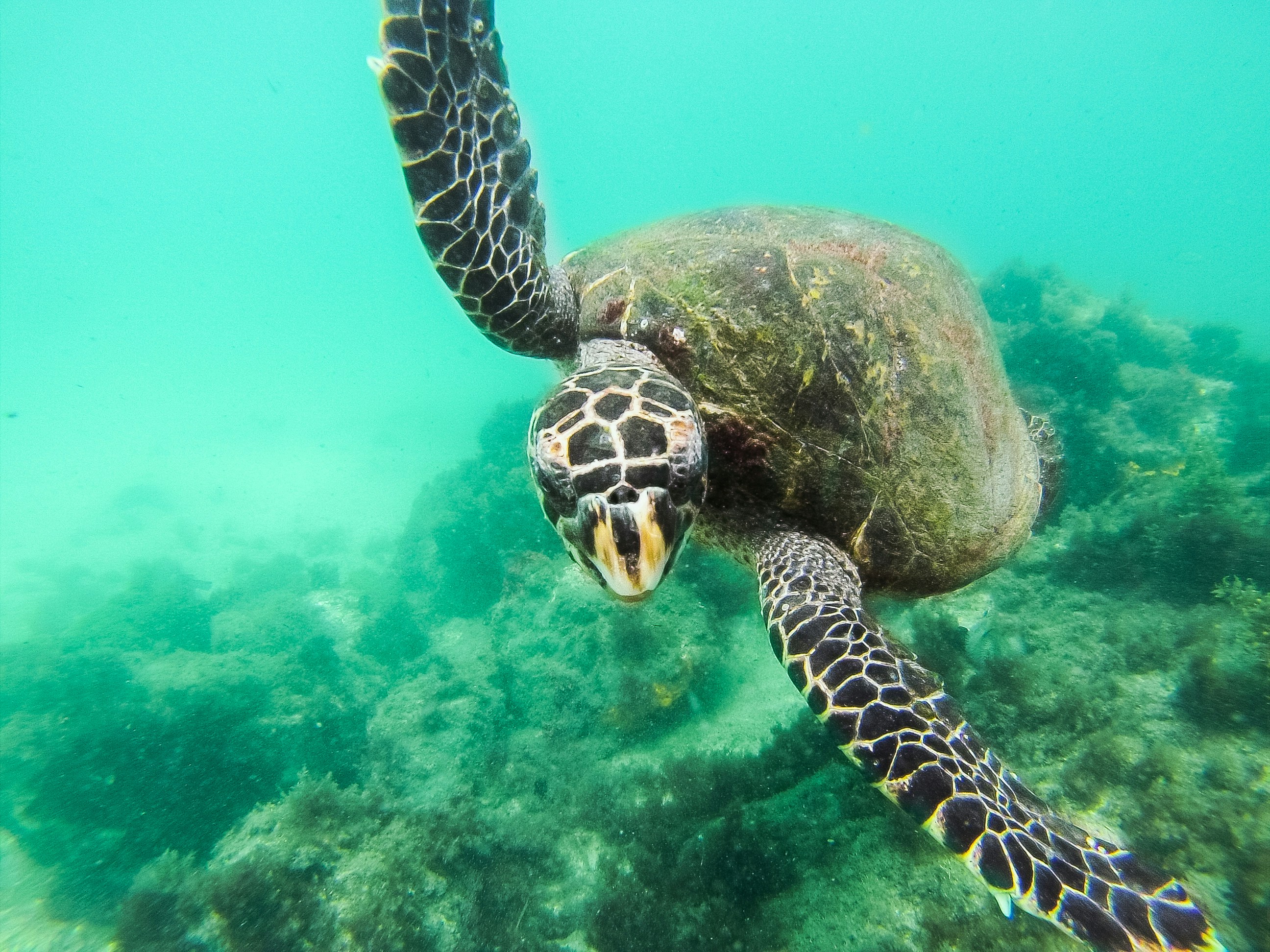 Sea turtle swimming gracefully above coral in clear turquoise water.