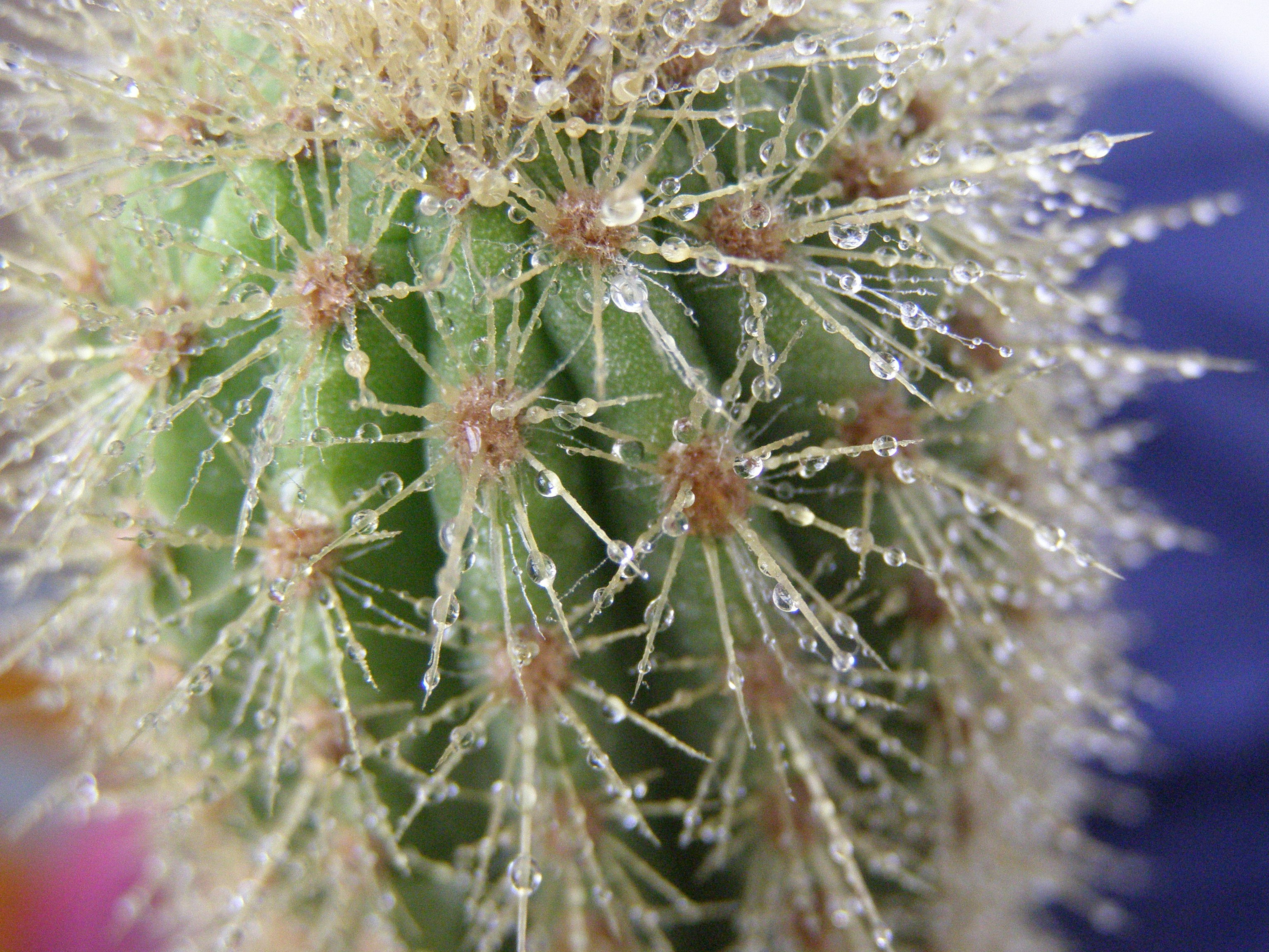 Dew-Glazed Cactus: Macro Portrait of Glassy Spines