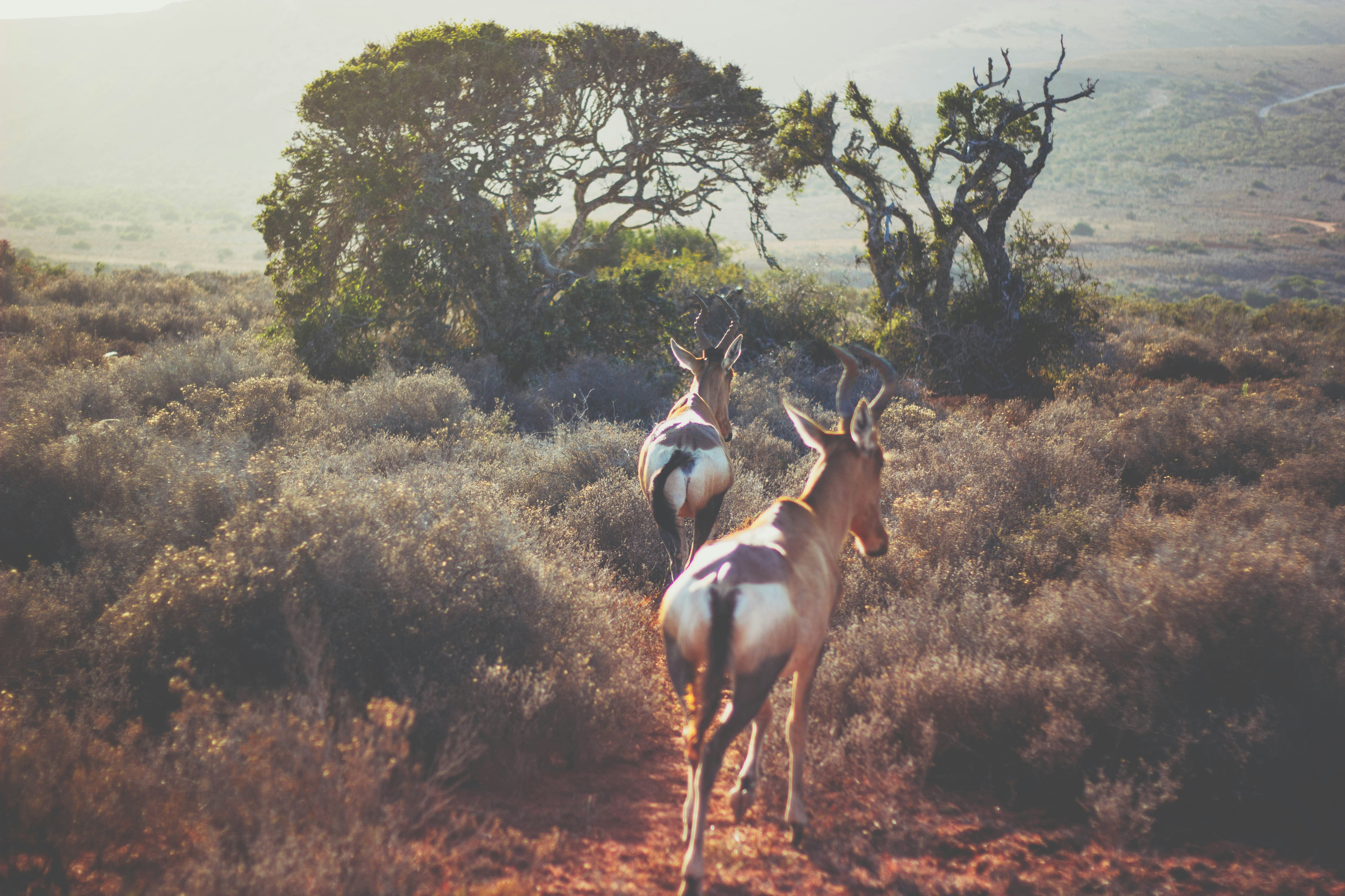 Herding in the Golden Scrub: Antelopes on the Dune Road