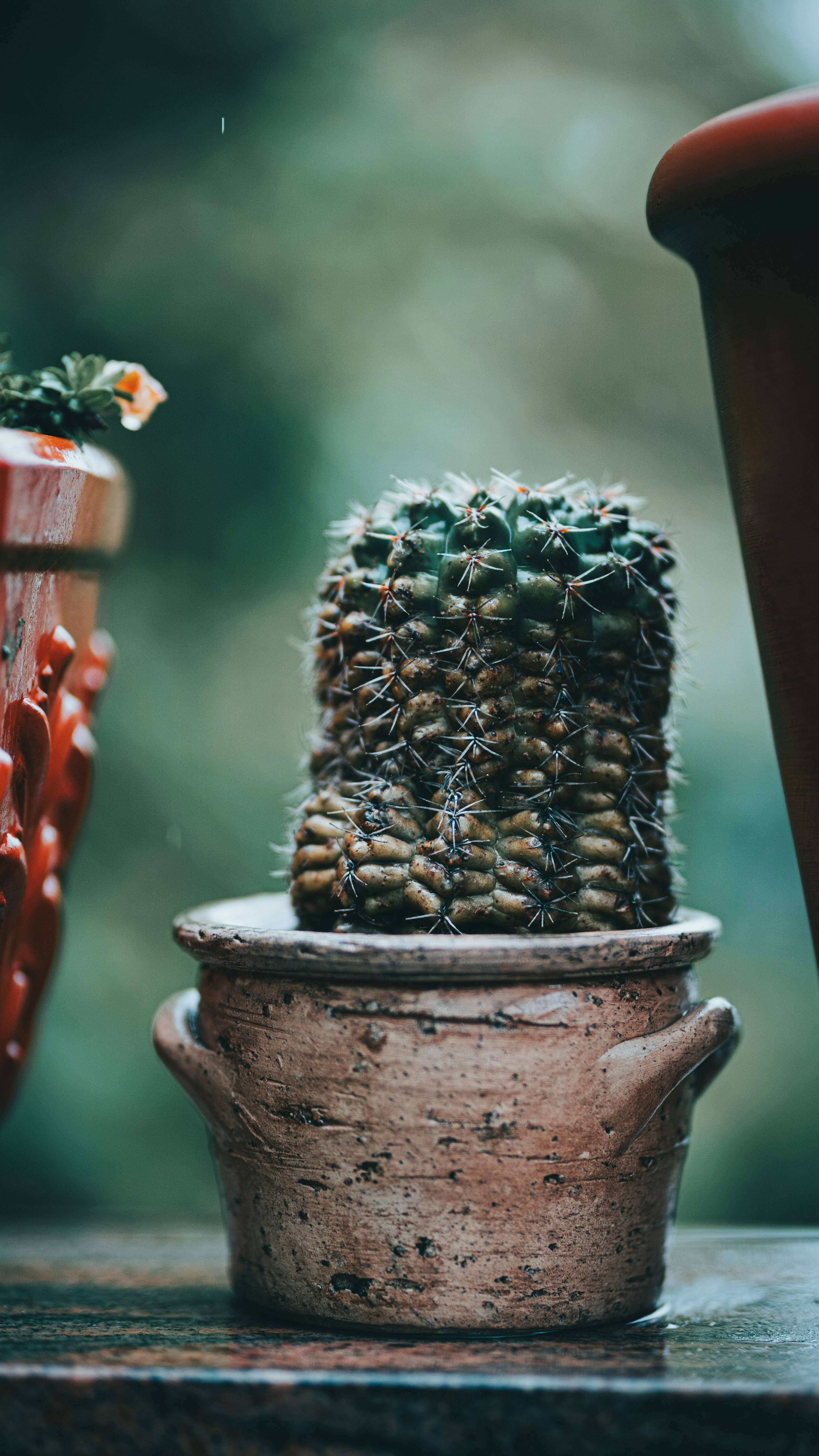 Terracotta Sentinel: A Tiny Cactus on a Weathered Table