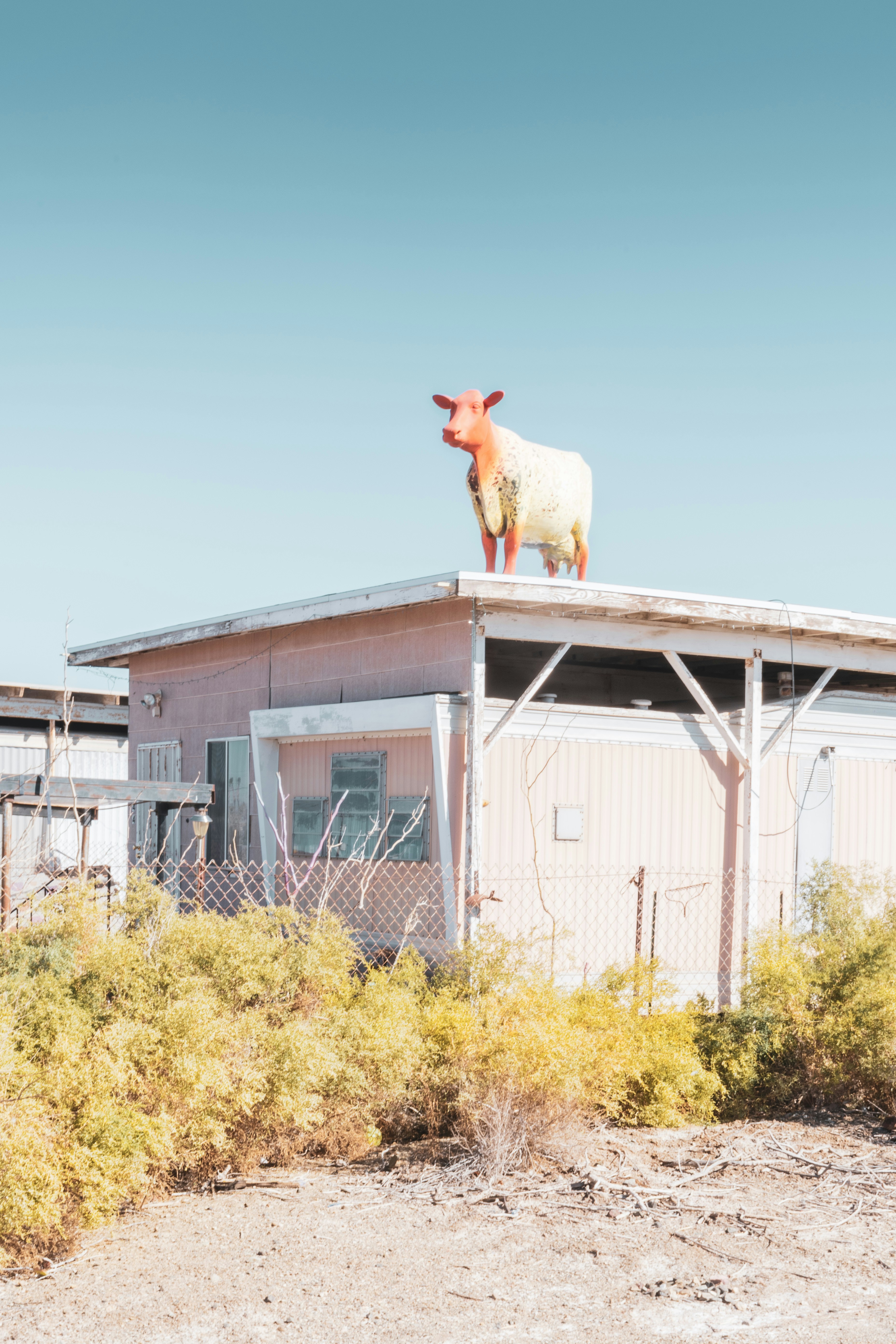 Desert Rooftop Sentinel: A Cow Statue Overlook