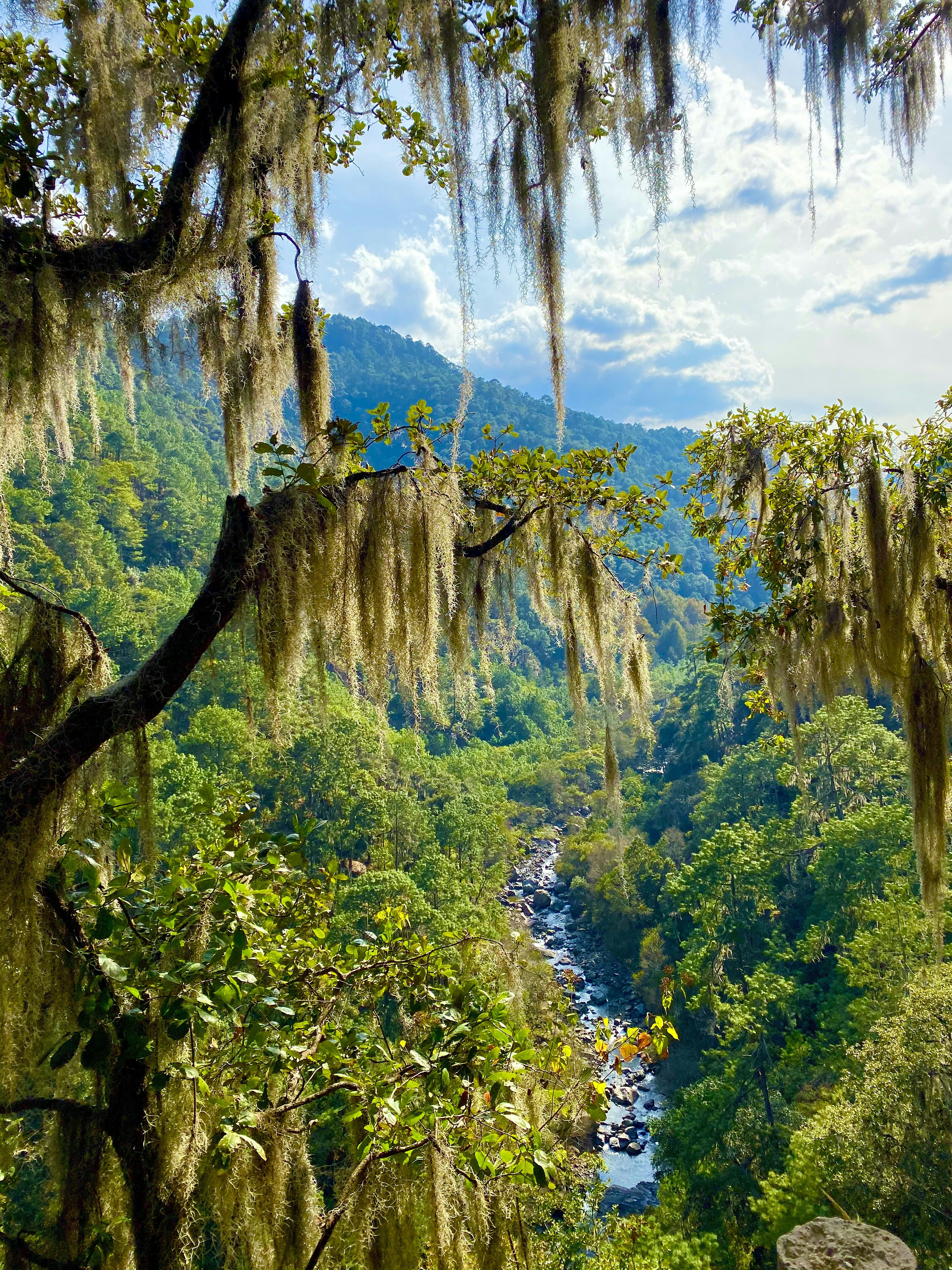 Verdant Canyon Dawn: A River Wends Through Moss-Draped PinesFrancisco