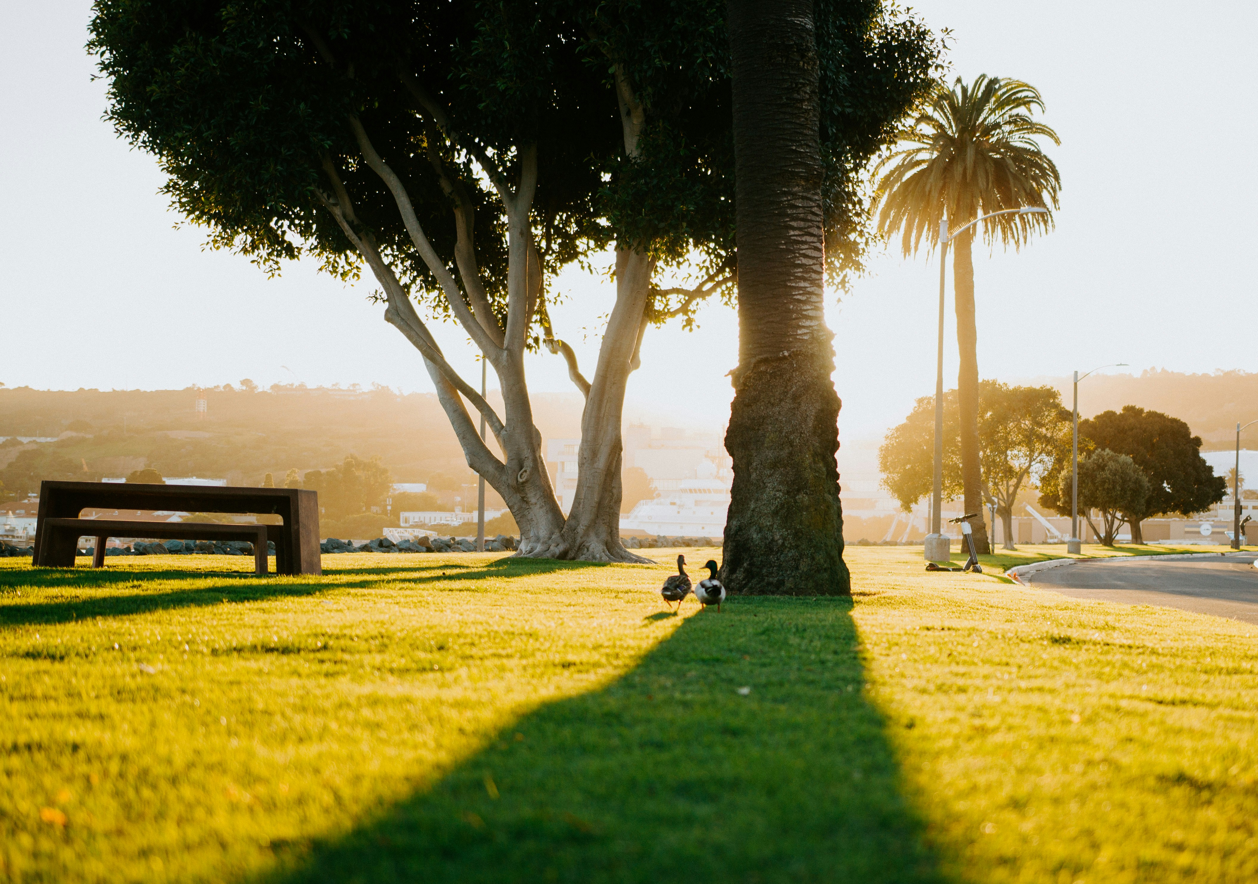 Silhouetted palm trees and ducks basking in the warm glow of sunset on a grassy lawn.