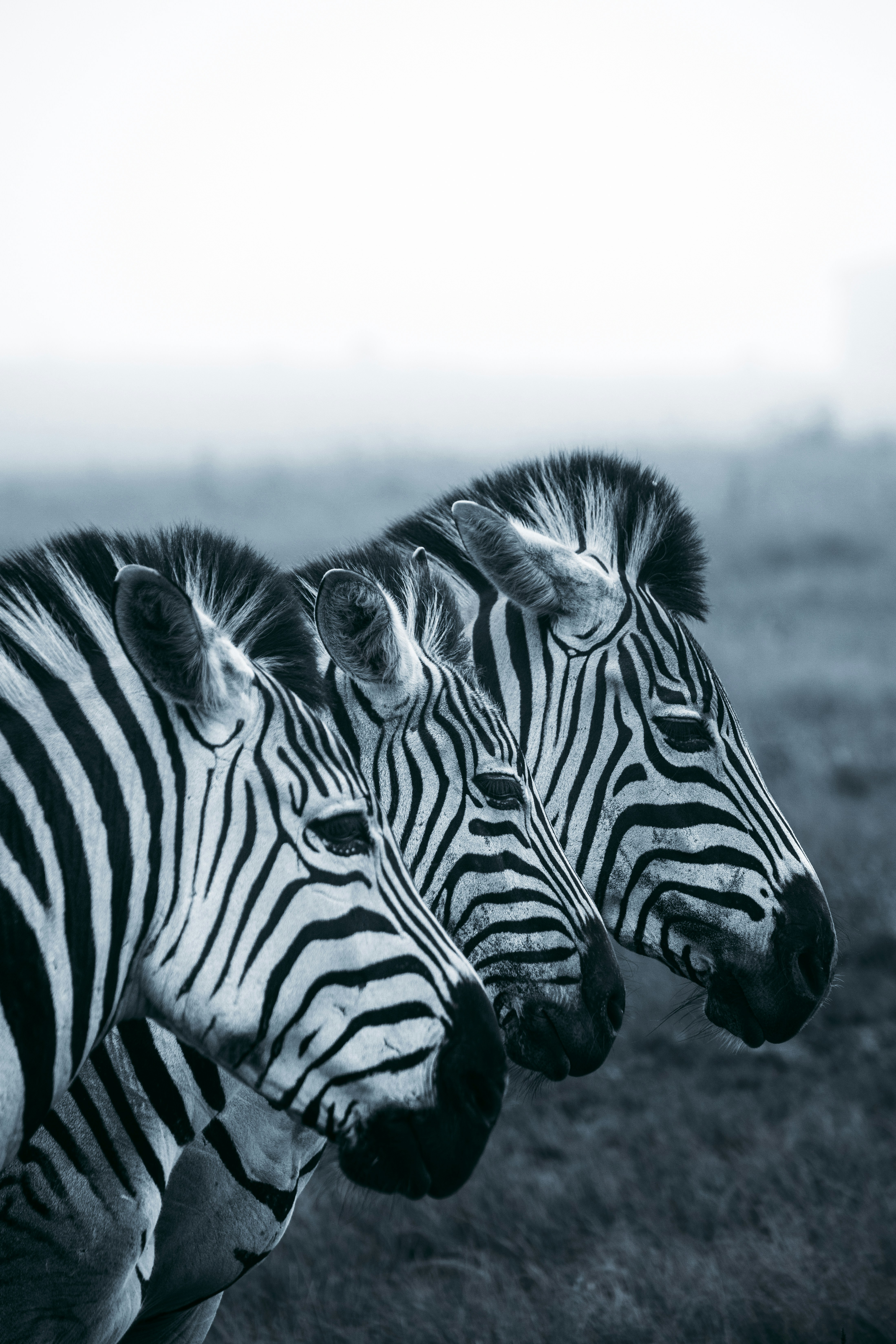 Foto Foto em tons de cinza da zebra no campo – Imagem de Animal grátis ...