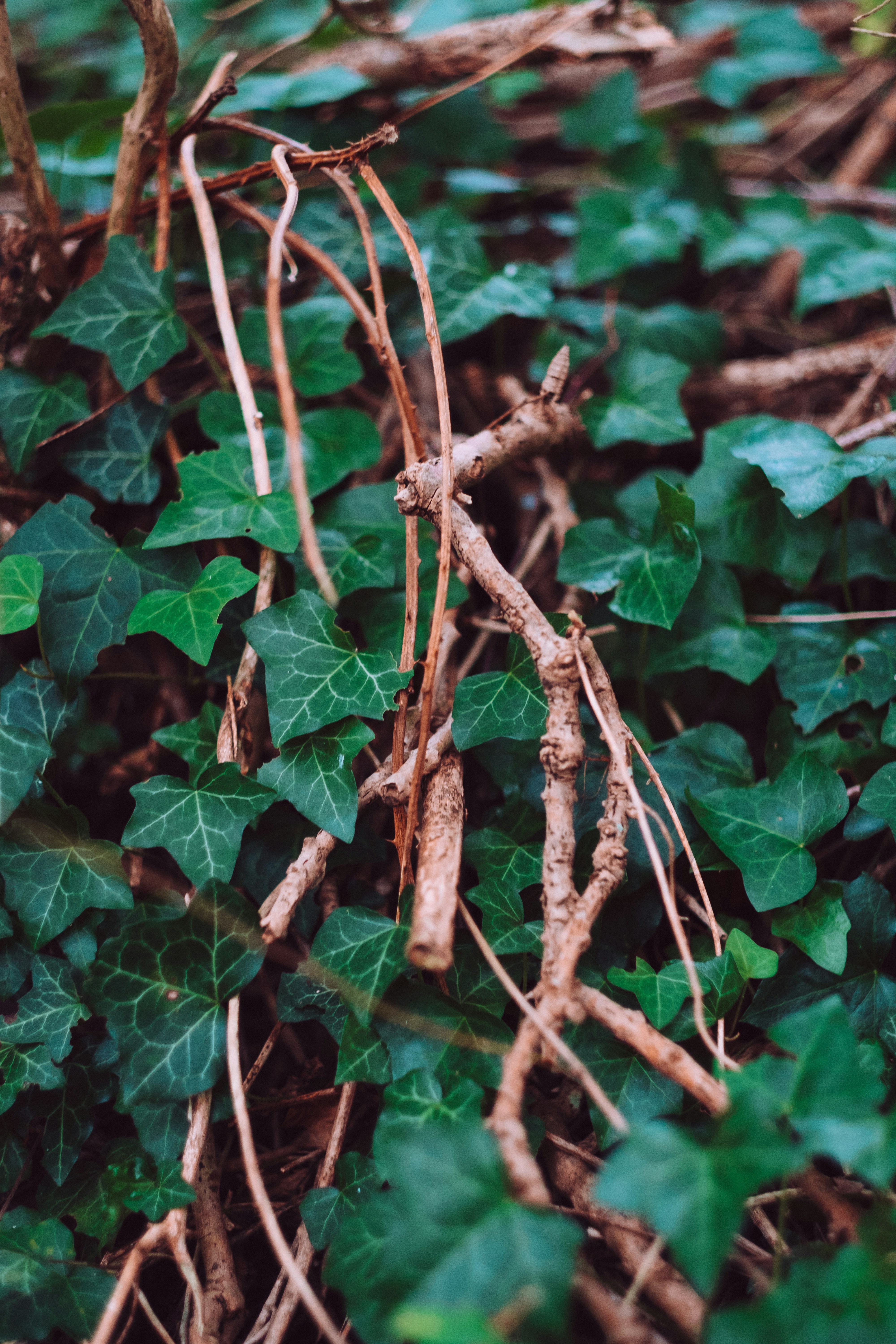 Tan Tendrils Weaving Through Emerald Ivy: A Textured Close-Up