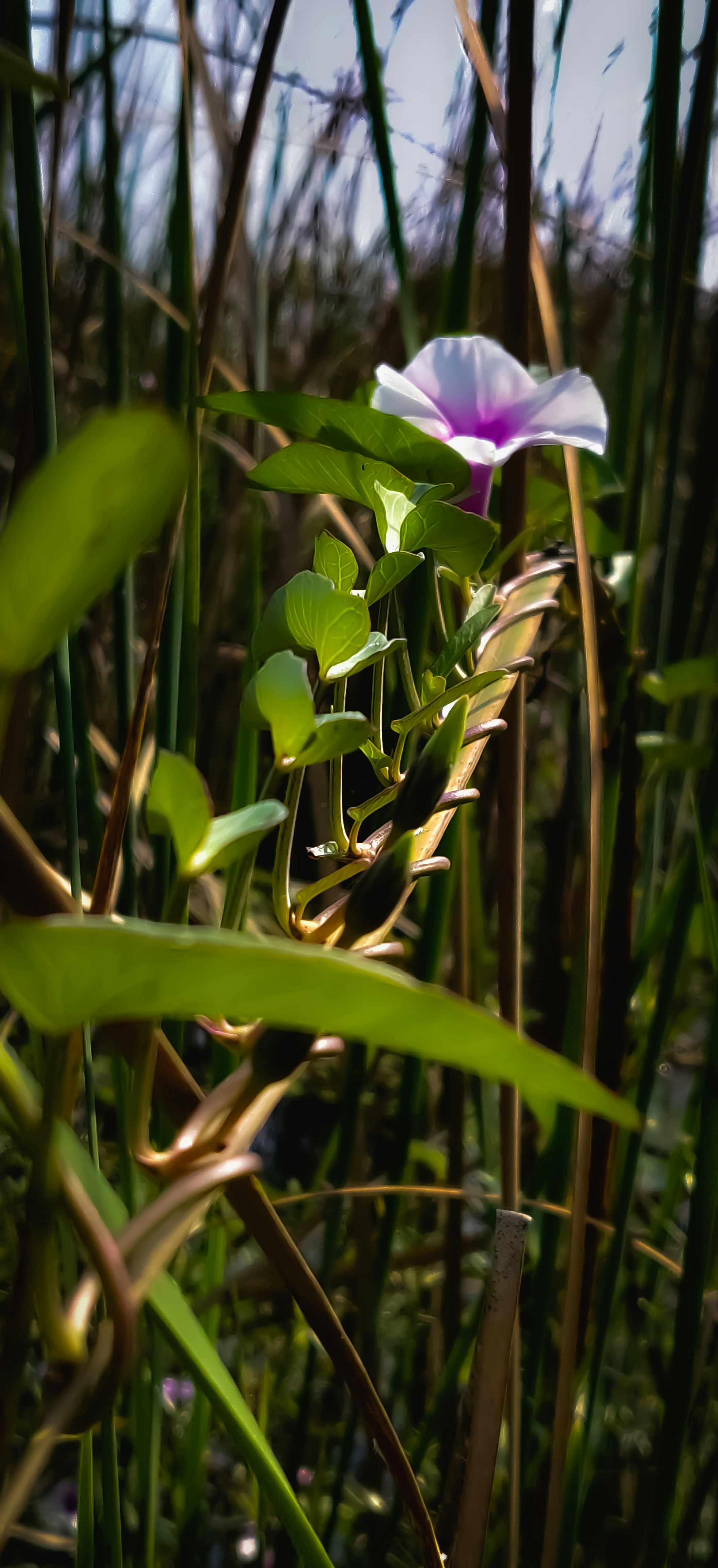 Petal Among Reeds: A Violet Morning-Glory Reaches Through the Stems