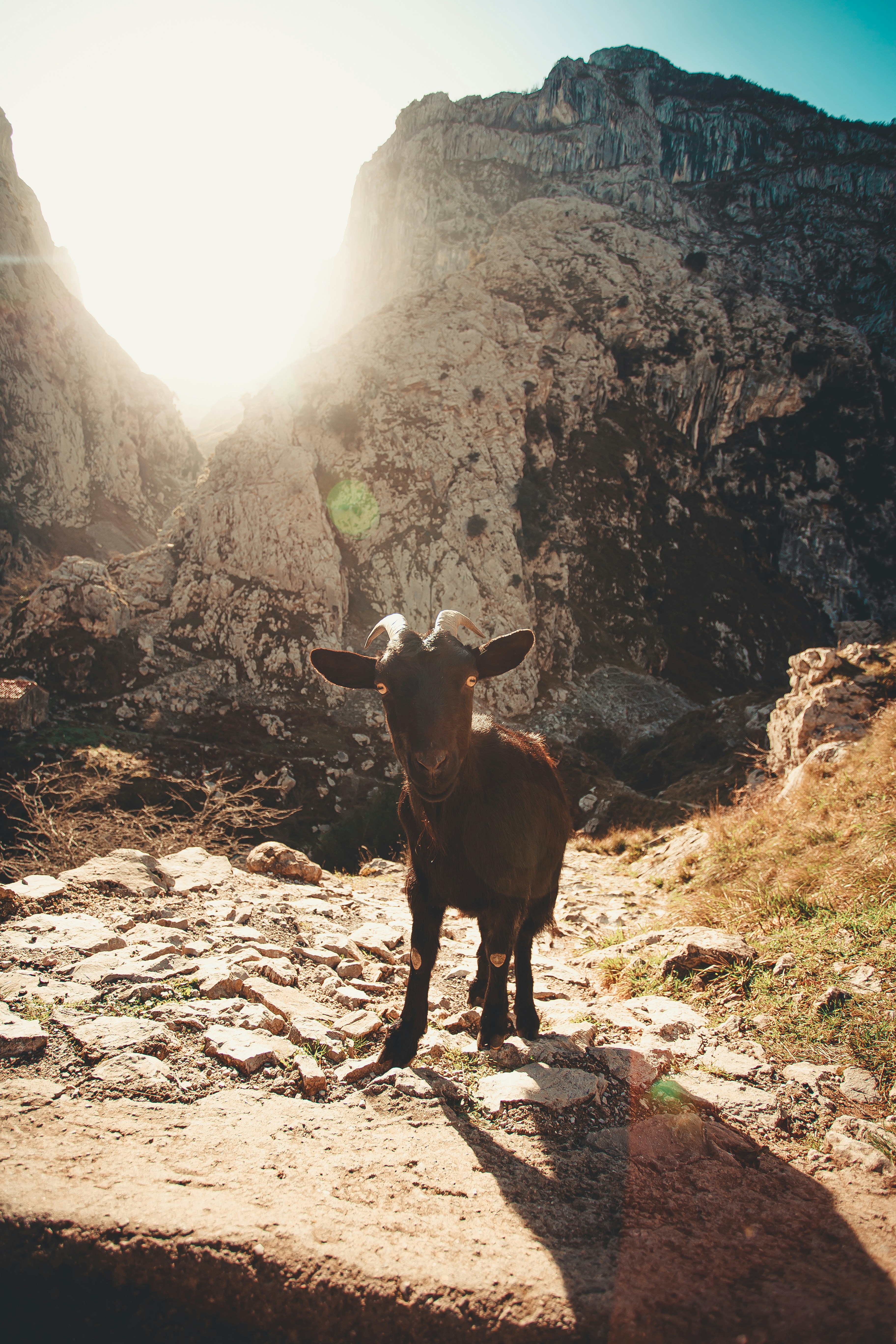 Goat on the Sunlit Ridge: Granite Backdrop at Golden Hour